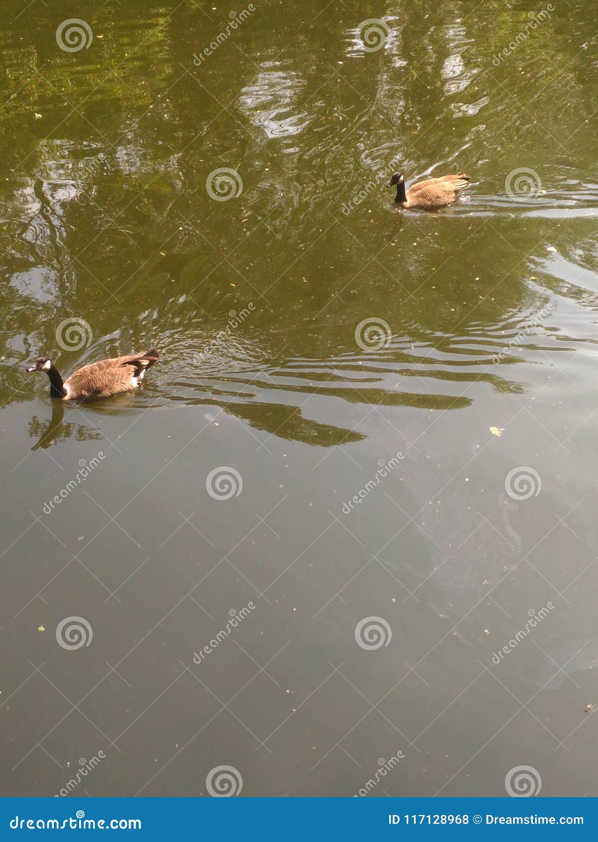 Ducks stock photo. Image of relaxing, river, water, ducks - 117128968