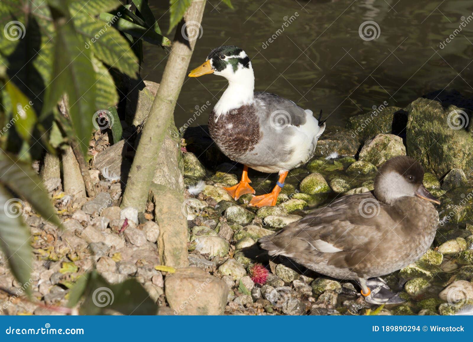 Ducks Behind the Water Surrounded by Rocks Stock Photo - Image of ...