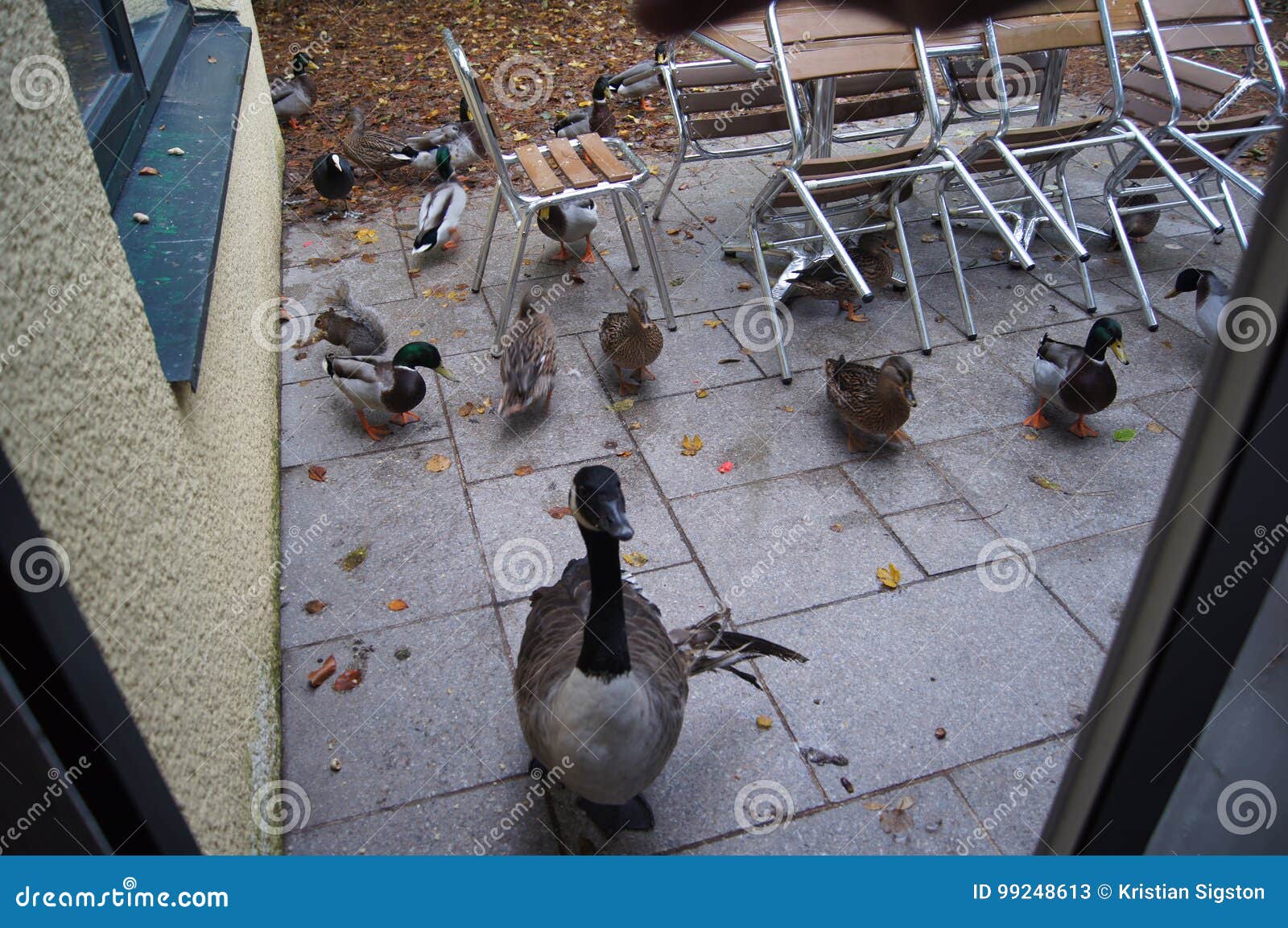 Ducks and bench stock image. Image of benches, bench - 99248613