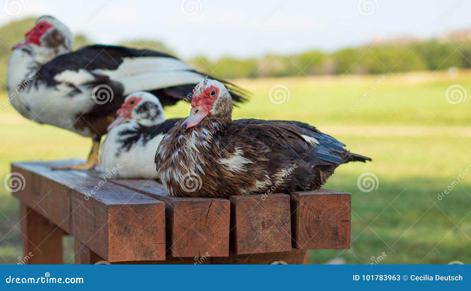 Ducks on a bench stock image. Image of colorful, peaceful - 101783963