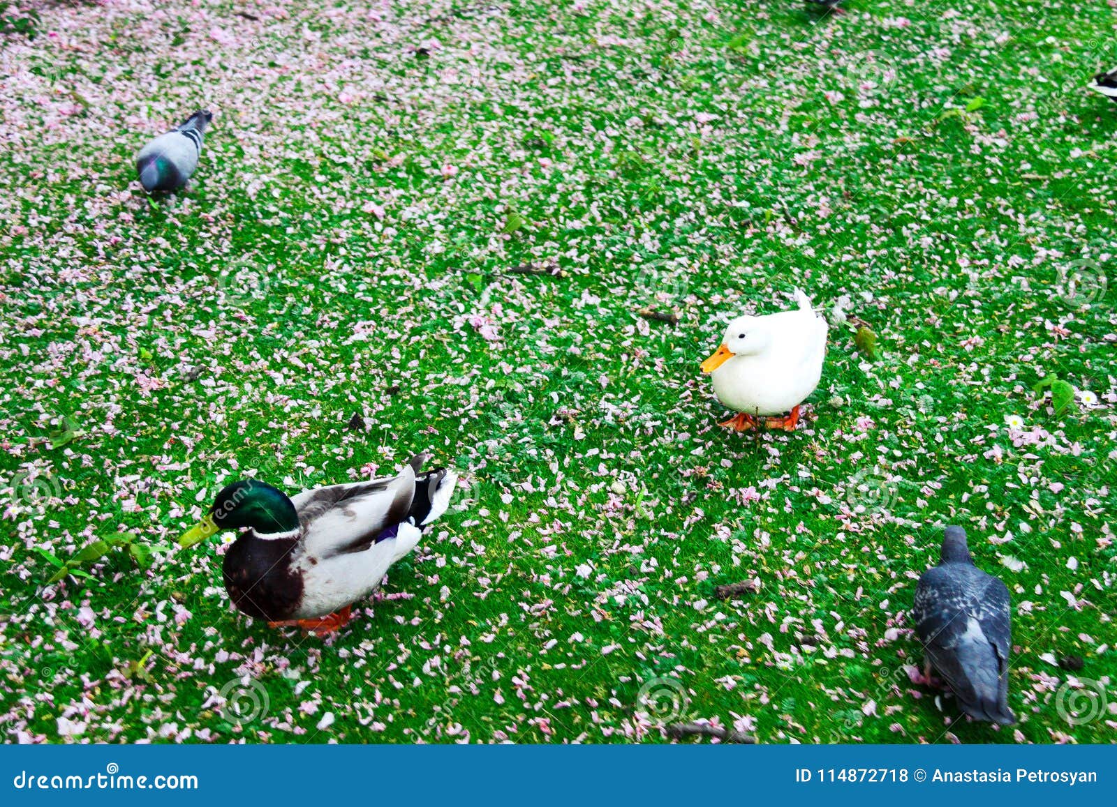 Ducks and Birds in the Park in Dusseldorf, Germany, Surrounded by ...