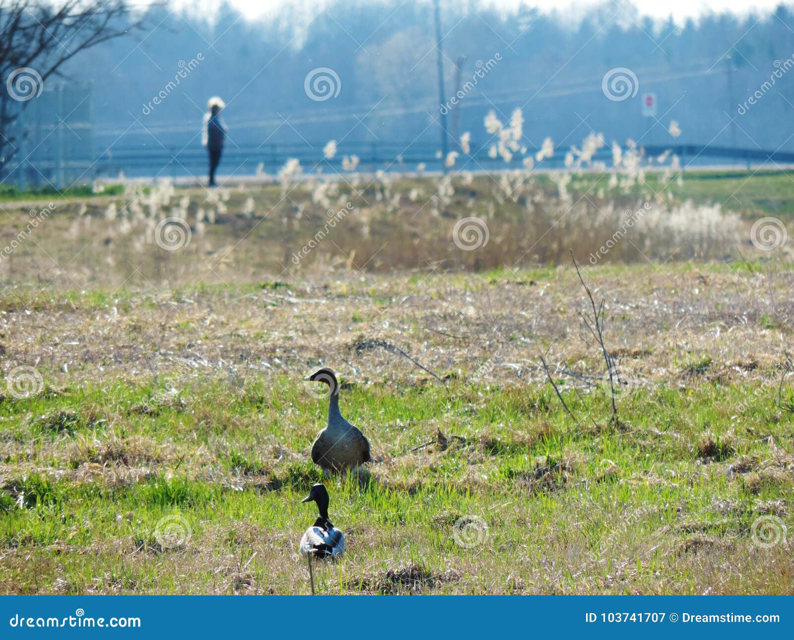 Ducks in the sunny meadow stock image. Image of estonian - 103741707