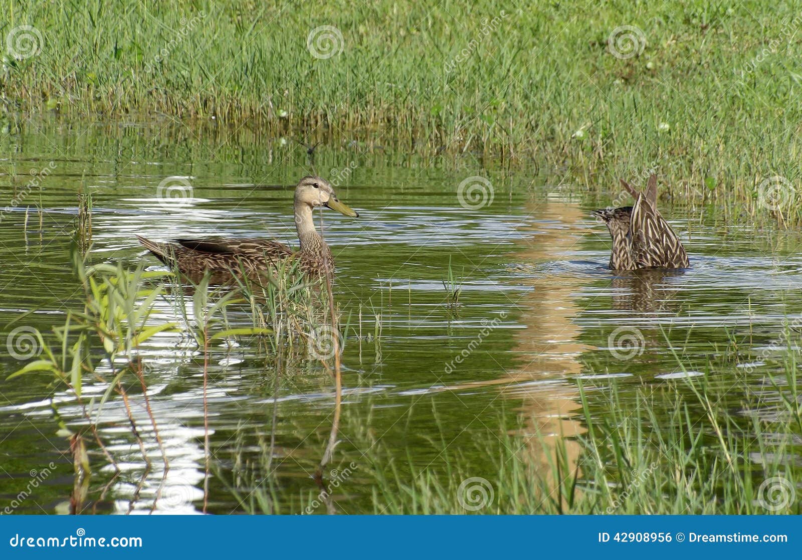 Ducks bottom stock photo. Image of grass, calm, ducks - 42908956