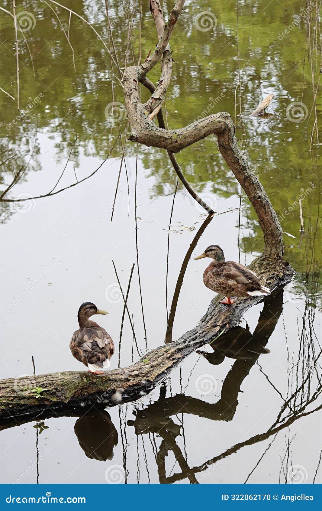 Ducks on Branch in the Lake Stock Photo - Image of branches, nature ...