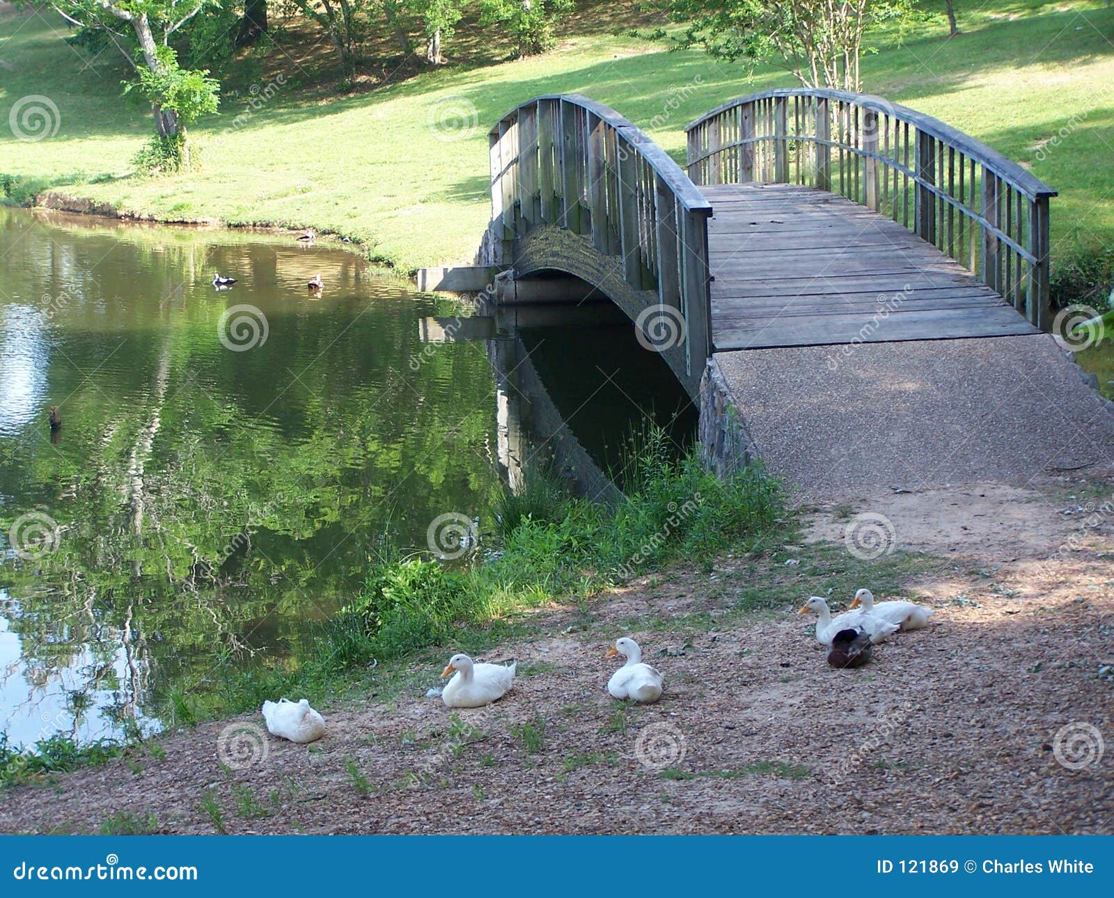 Ducks by bridge stock image. Image of outdoors, water, duck - 121869