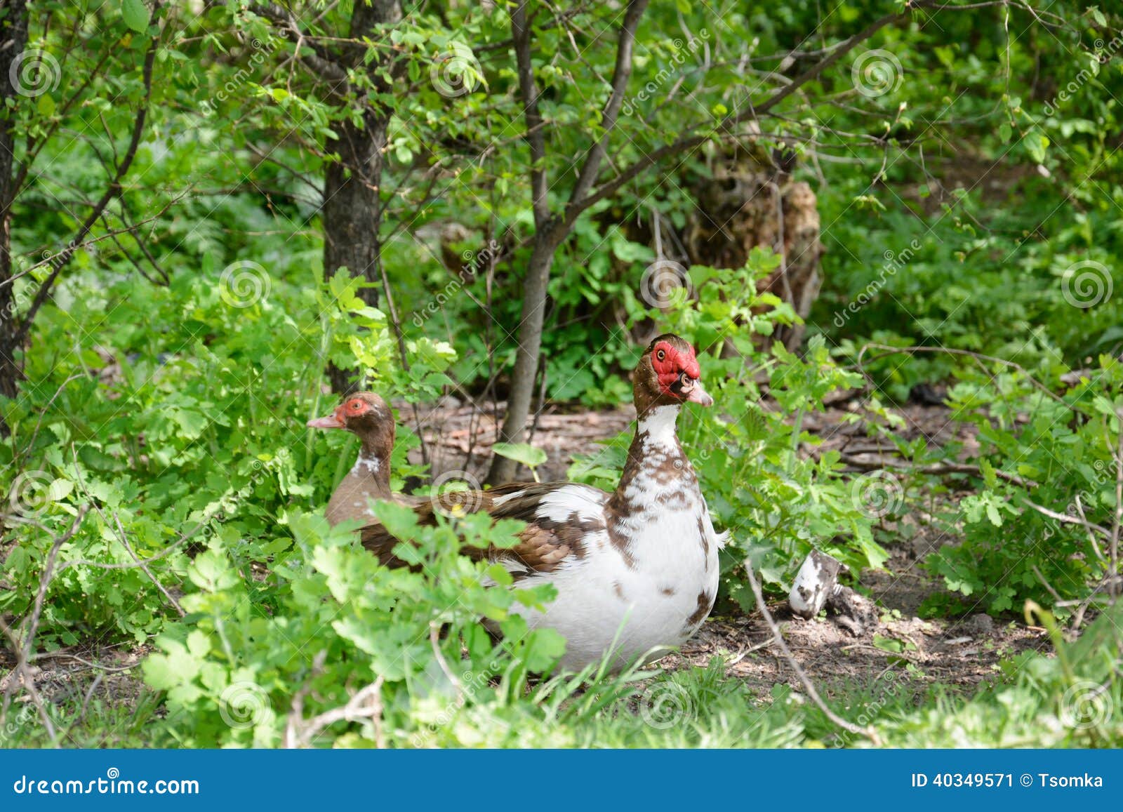 Ducks in the bushes. stock image. Image of nature, poultry - 40349571