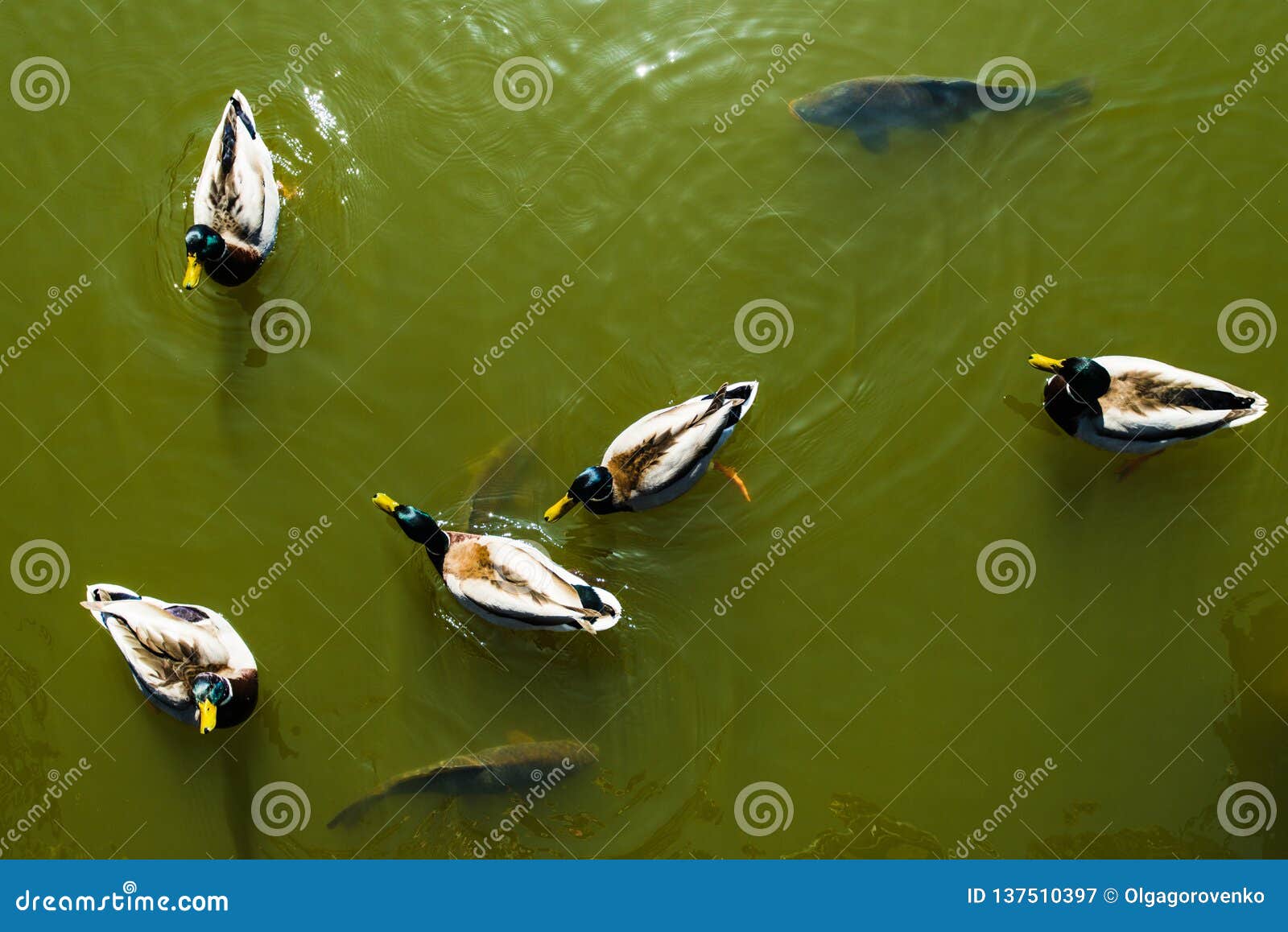 Ducks and Carps in Green Water, View from Above, Background Stock Image ...