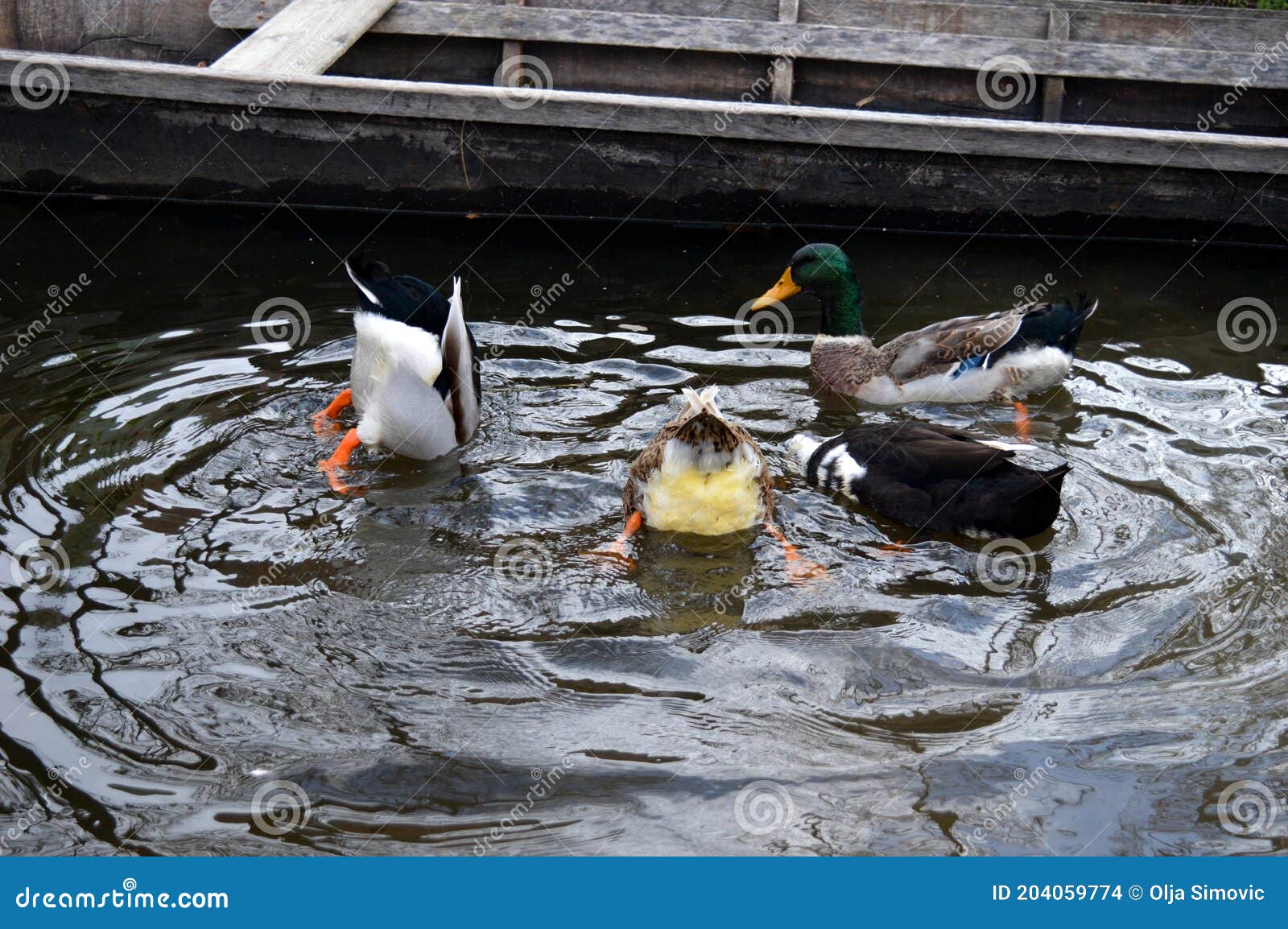 Ducks catch fish stock photo. Image of water, bird, animal - 204059774