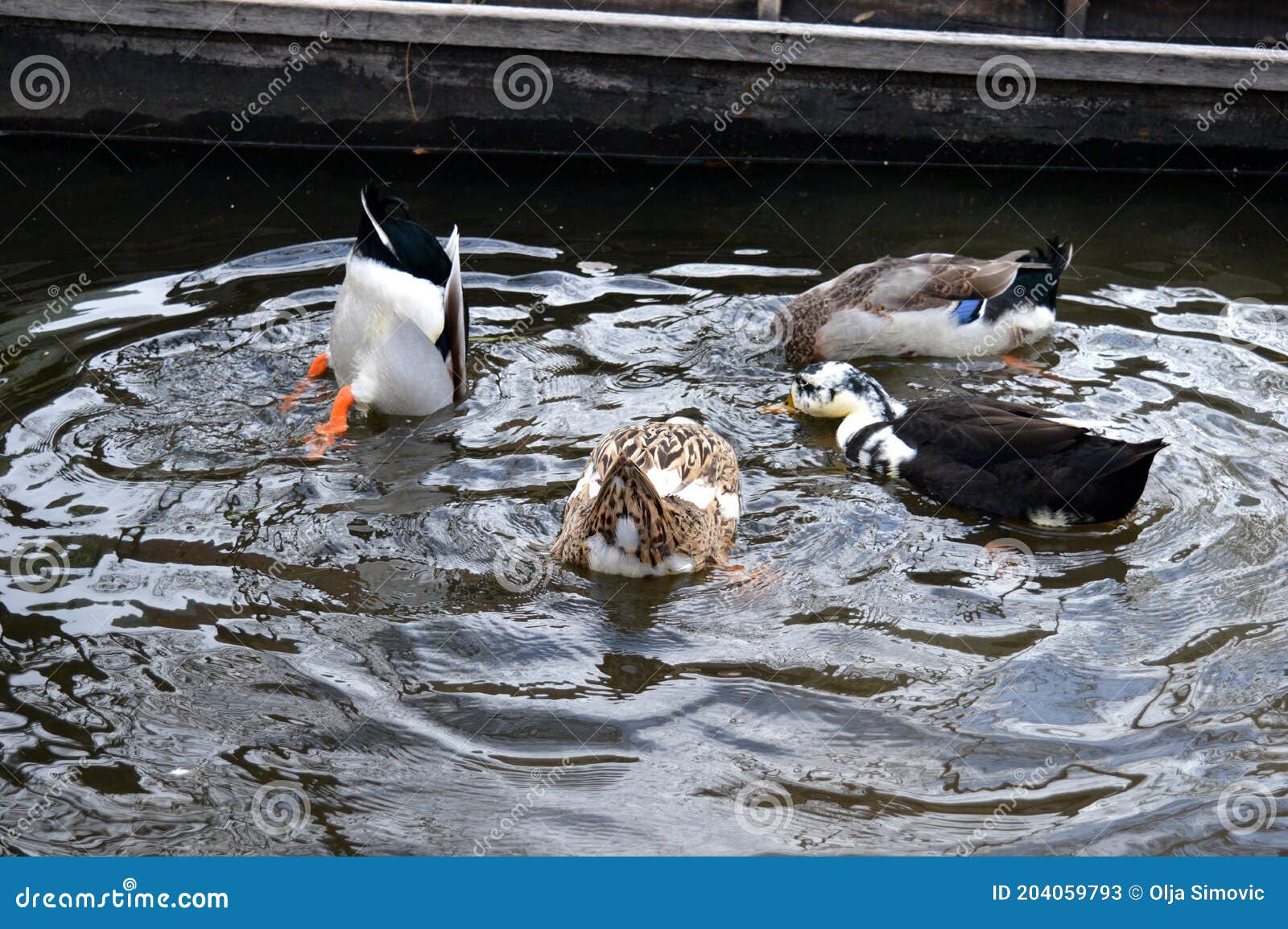 Ducks catch fish stock image. Image of catch, nature - 204059793