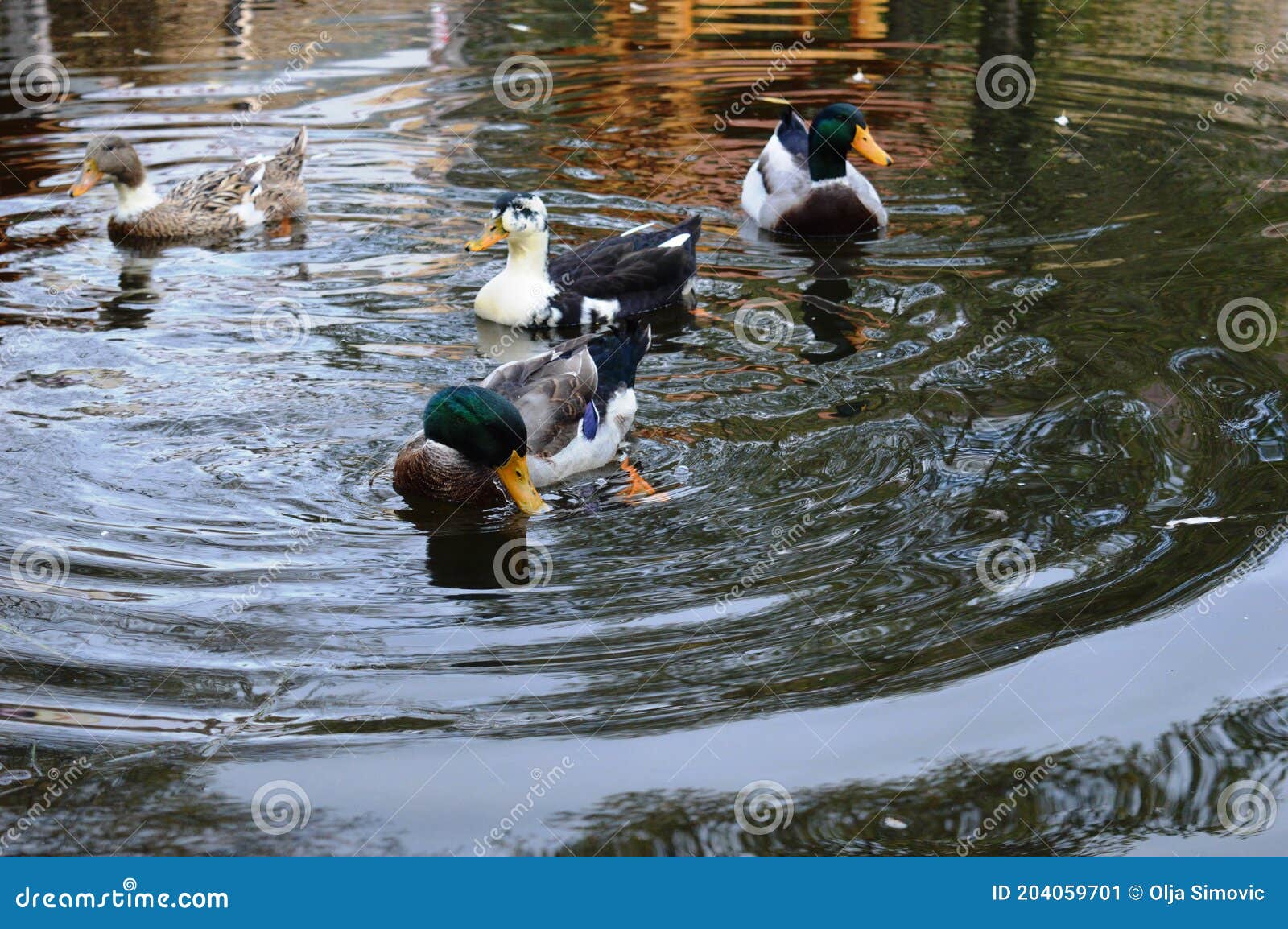 Ducks catch fish stock image. Image of catch, reflection - 204059701