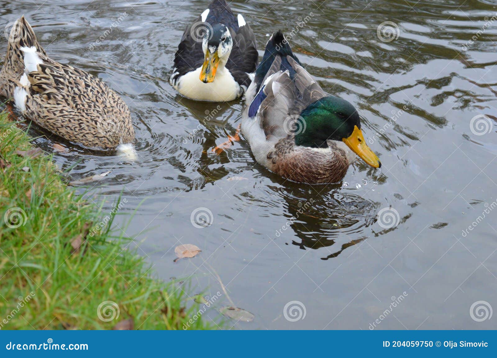 Ducks catch fish stock photo. Image of color, water - 204059750
