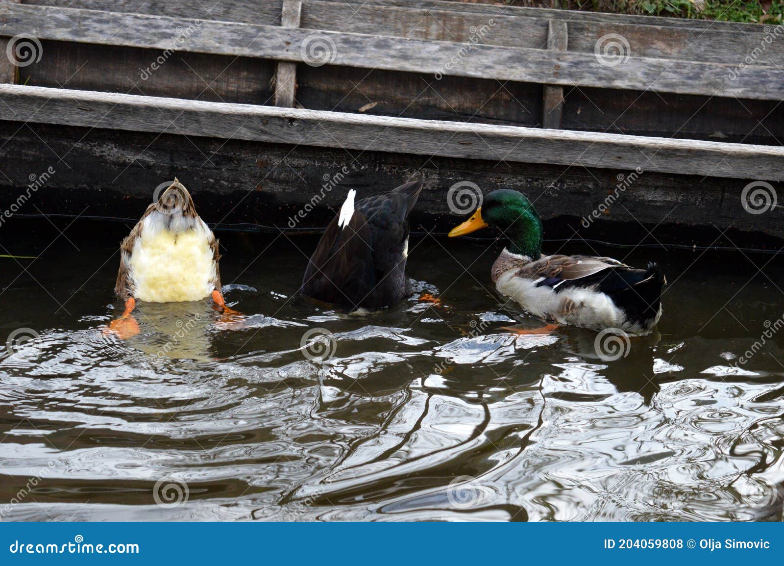 Ducks catch fish stock photo. Image of bird, animal - 204059808