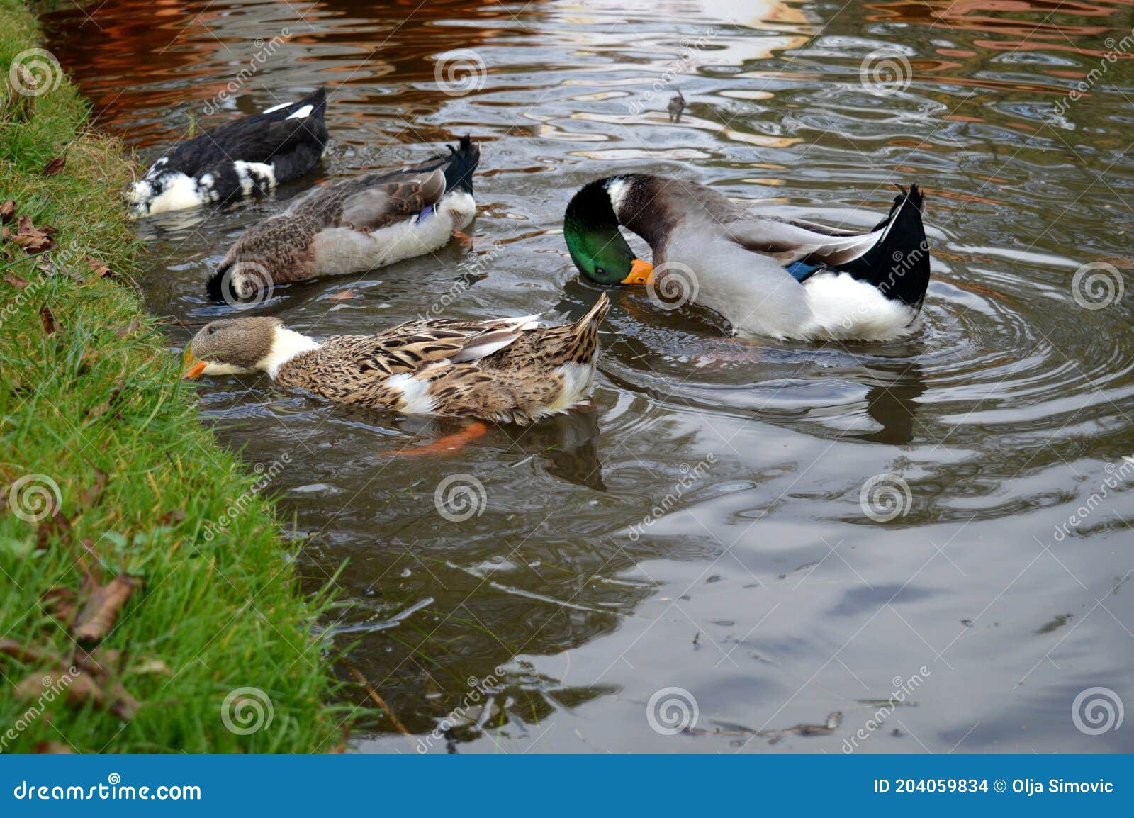 Ducks catch fish stock photo. Image of water, reflection - 204059834