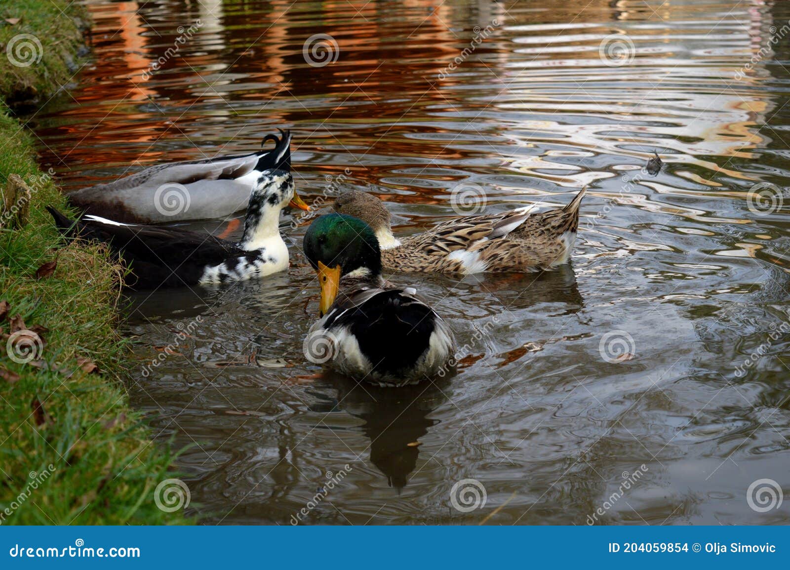 Ducks catch fish stock photo. Image of nature, autumn - 204059854