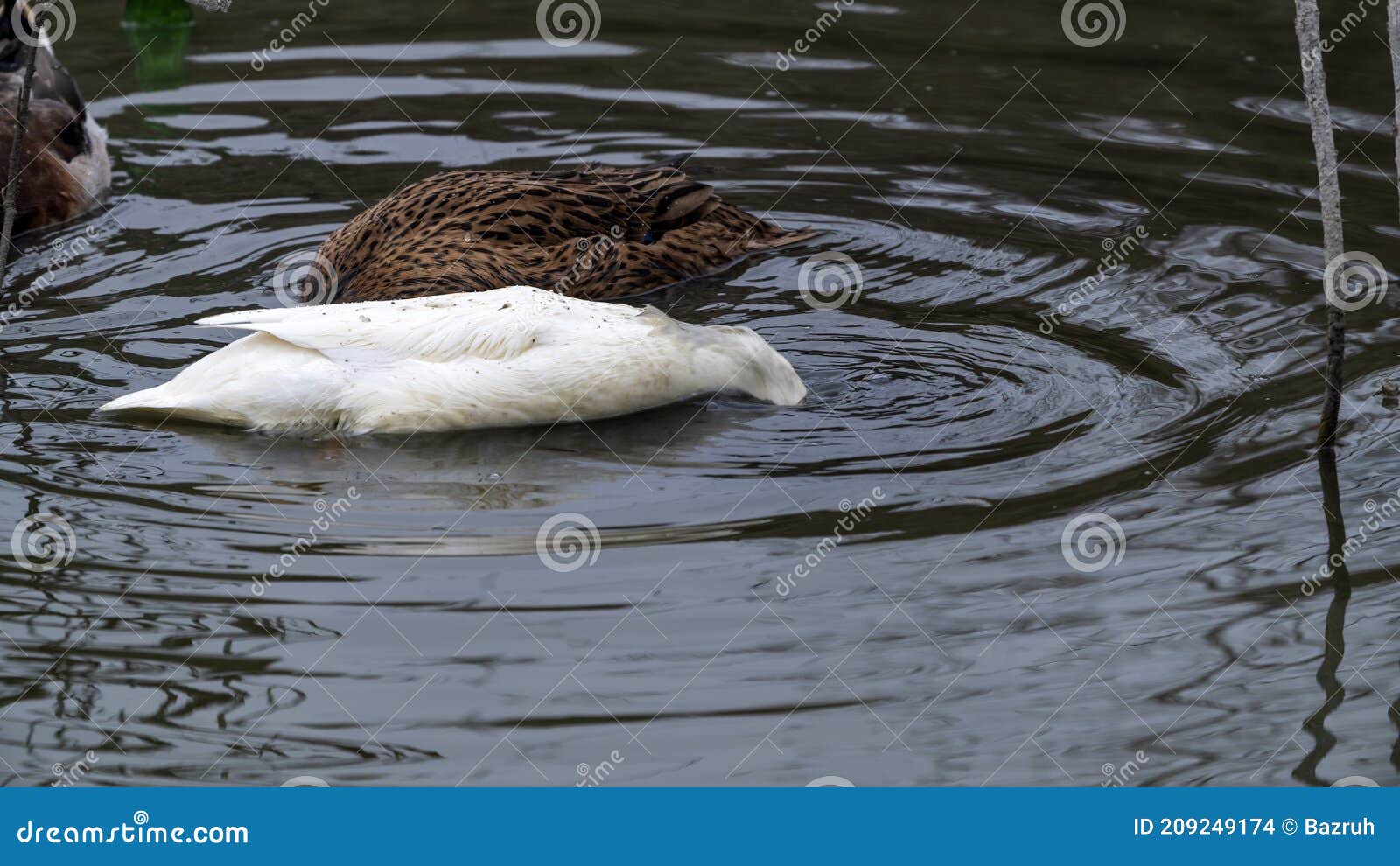 Ducks Catch Fish in the Water Stock Photo - Image of beautiful ...