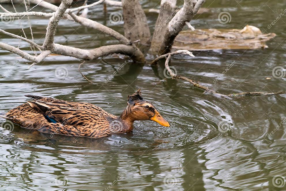 Ducks Catch Fish in the Water Stock Image - Image of pond, wing: 209478435