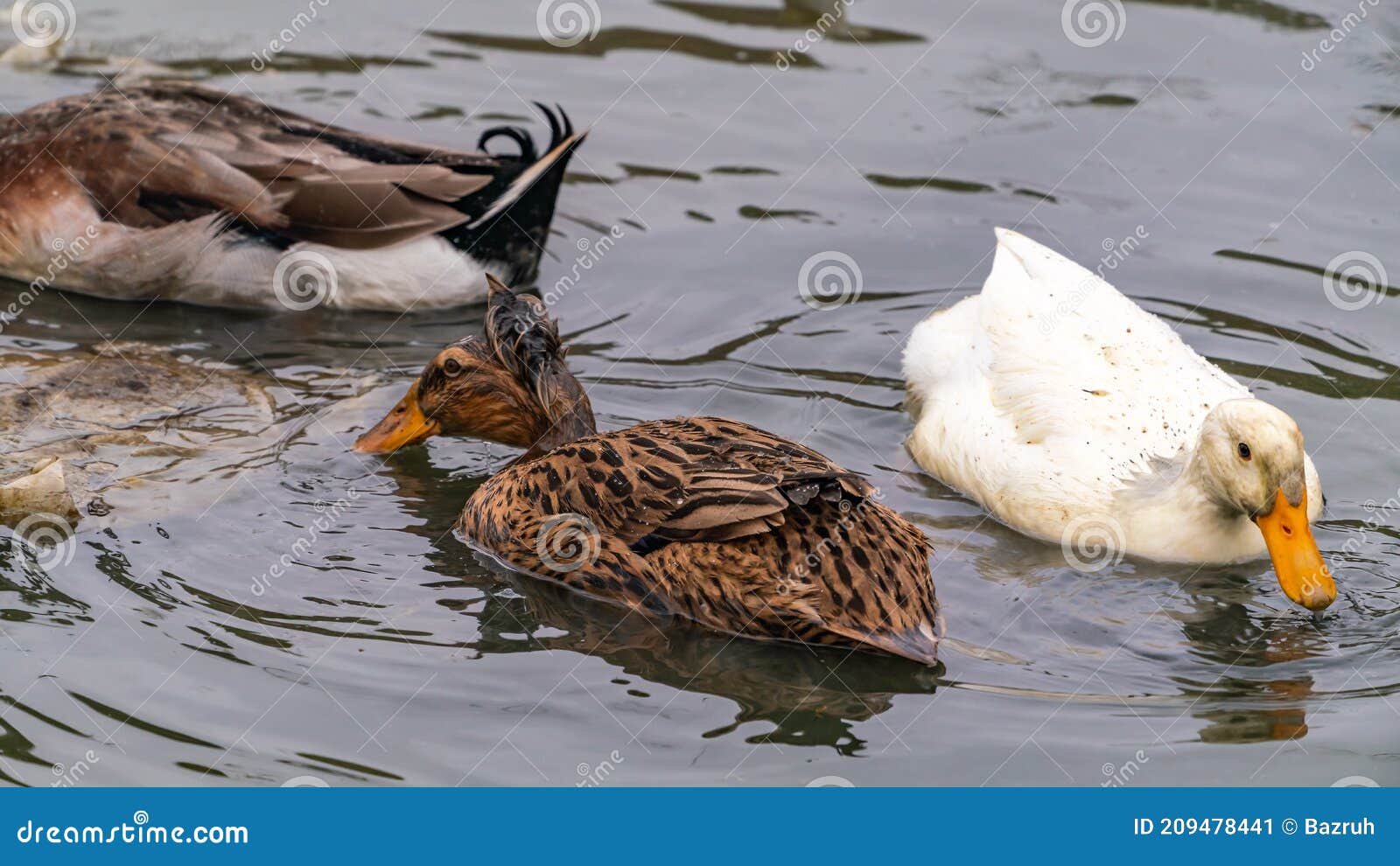 Ducks Catch Fish in the Water Stock Image - Image of river, duck: 209478441
