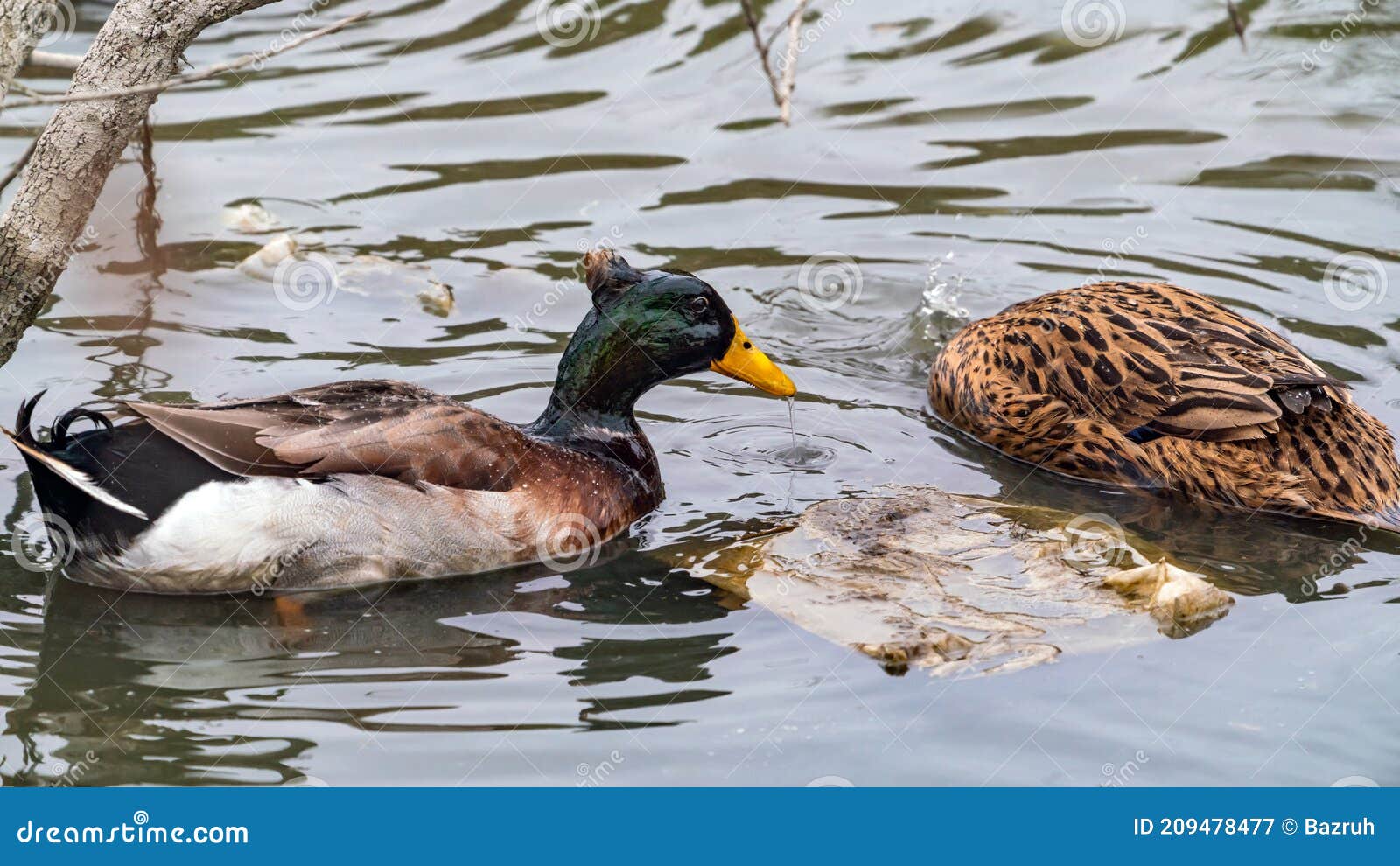 Ducks Catch Fish in the Water Stock Image - Image of pond, duck: 209478477