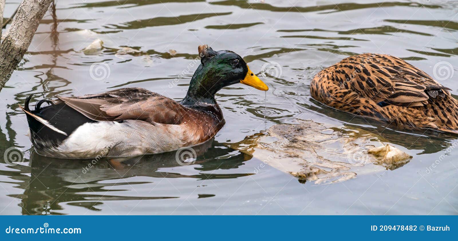 Ducks Catch Fish in the Water Stock Photo - Image of duck, brown: 209478482