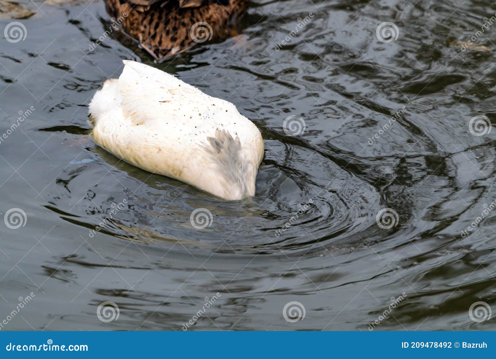 Ducks Catch Fish in the Water Stock Photo - Image of pond, eating ...