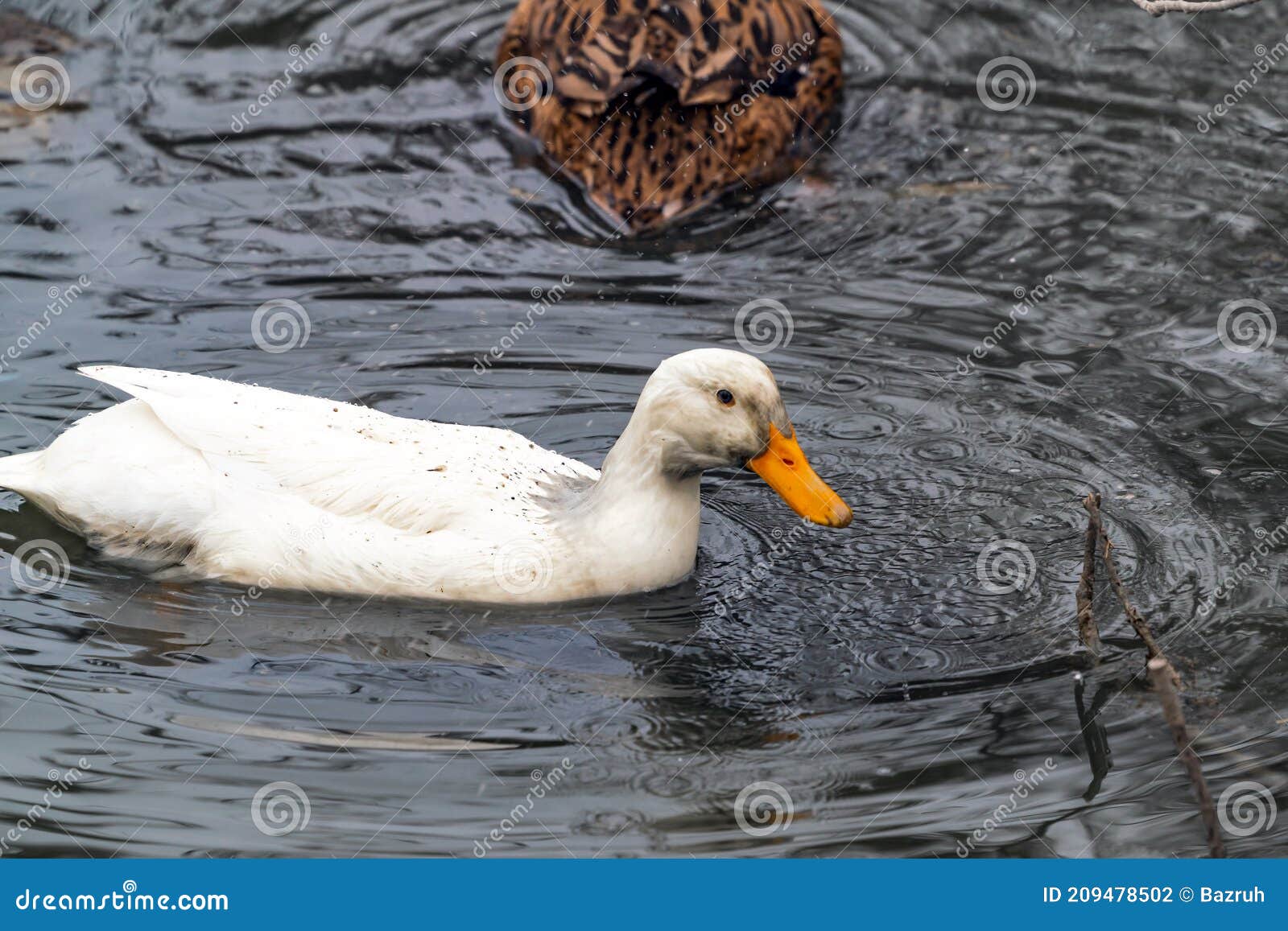 Ducks Catch Fish in the Water Stock Photo - Image of fowl, angler ...