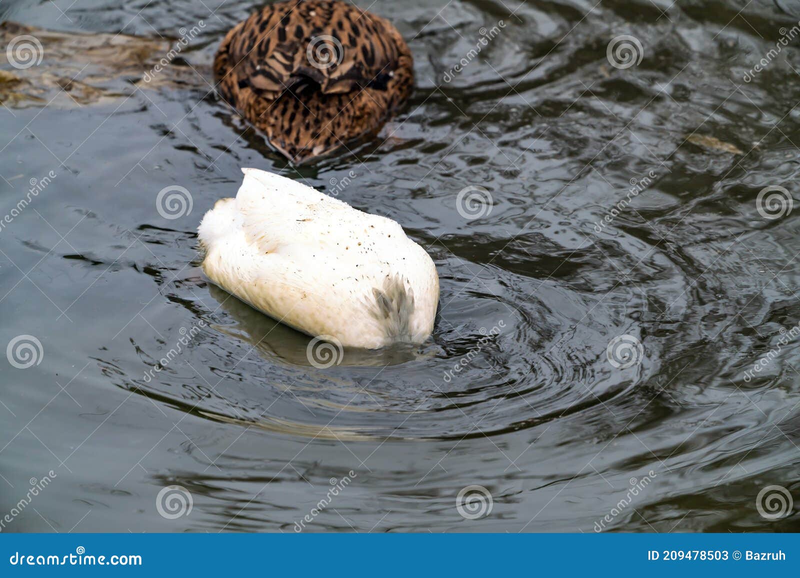 Ducks Catch Fish in the Water Stock Image - Image of pond, feather ...