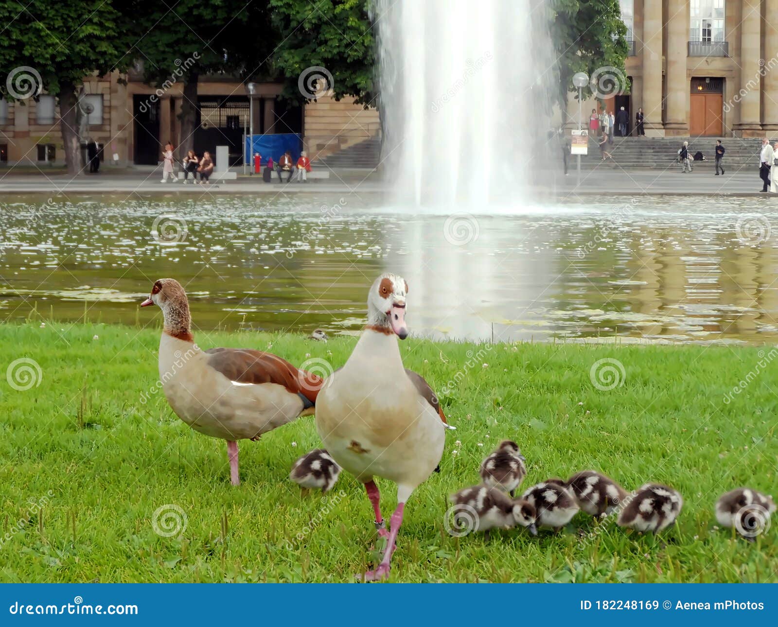 Ducks in the Central Park of Stuttgart. Summer 2018, Germany Editorial ...