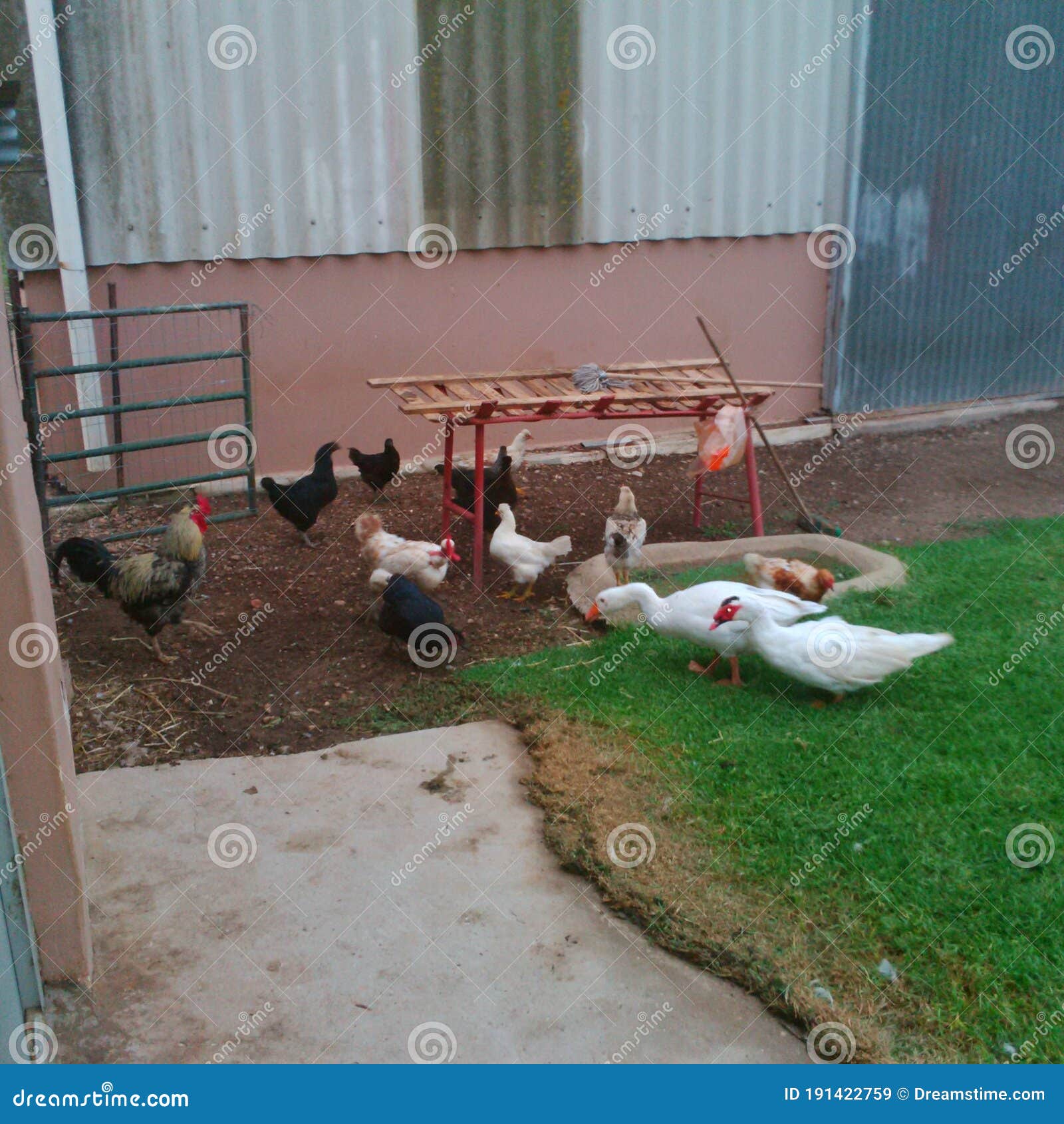 Ducks and chickens stock image. Image of plant, farm - 191422759