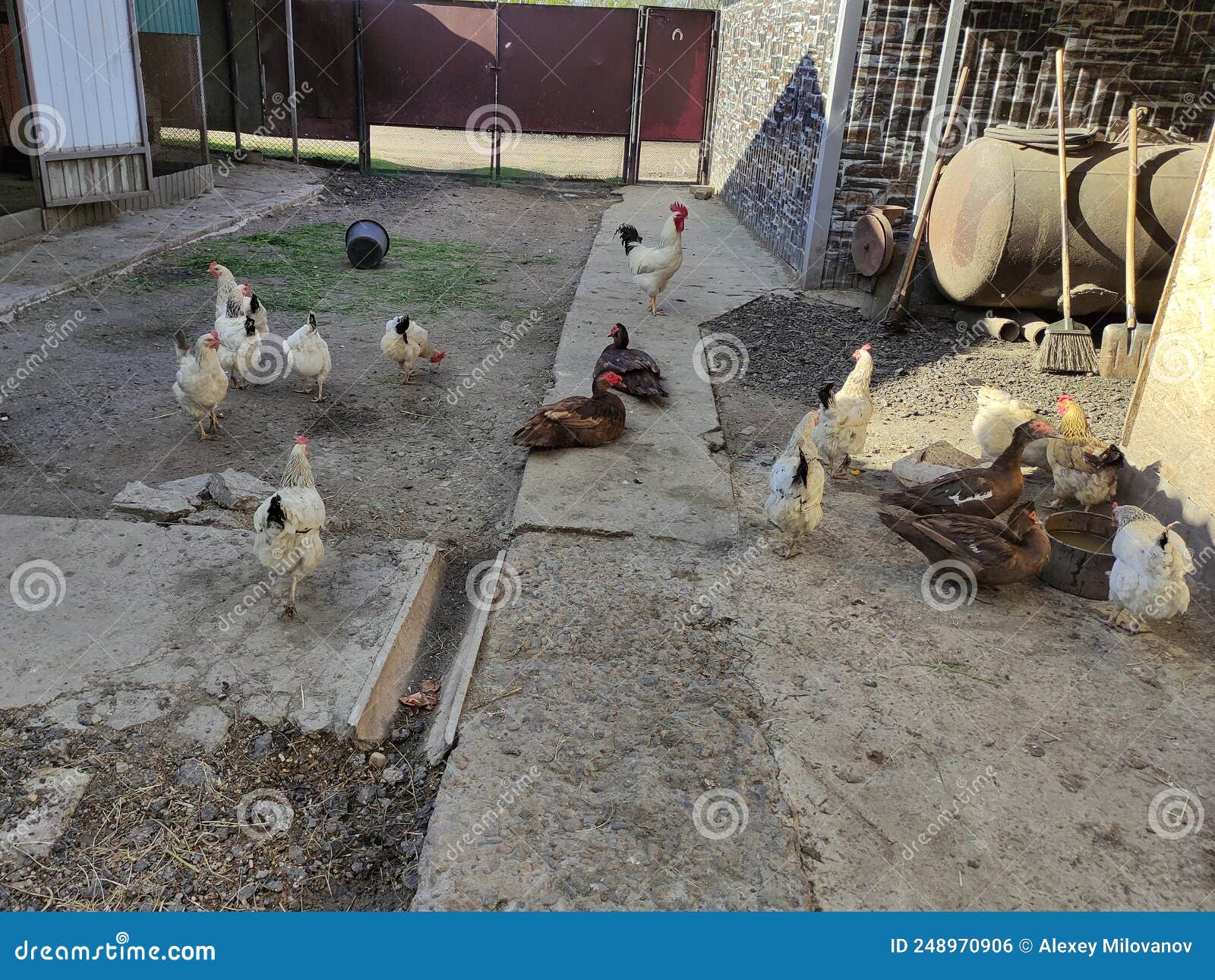 Ducks and Chickens in the Farm Yard Stock Photo - Image of grow, breed ...