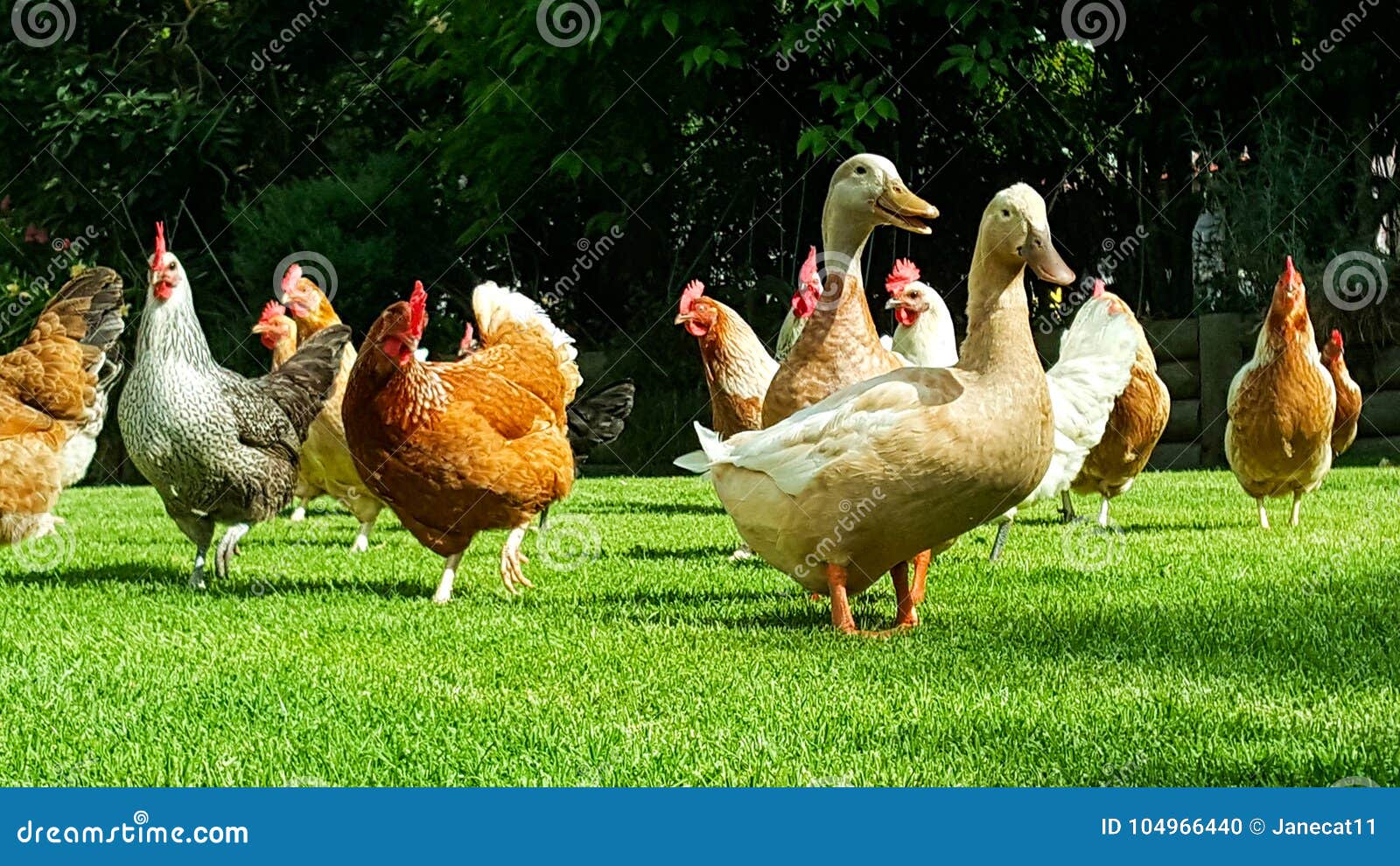 Ducks and Chickens in the Garden Stock Photo - Image of organic ...