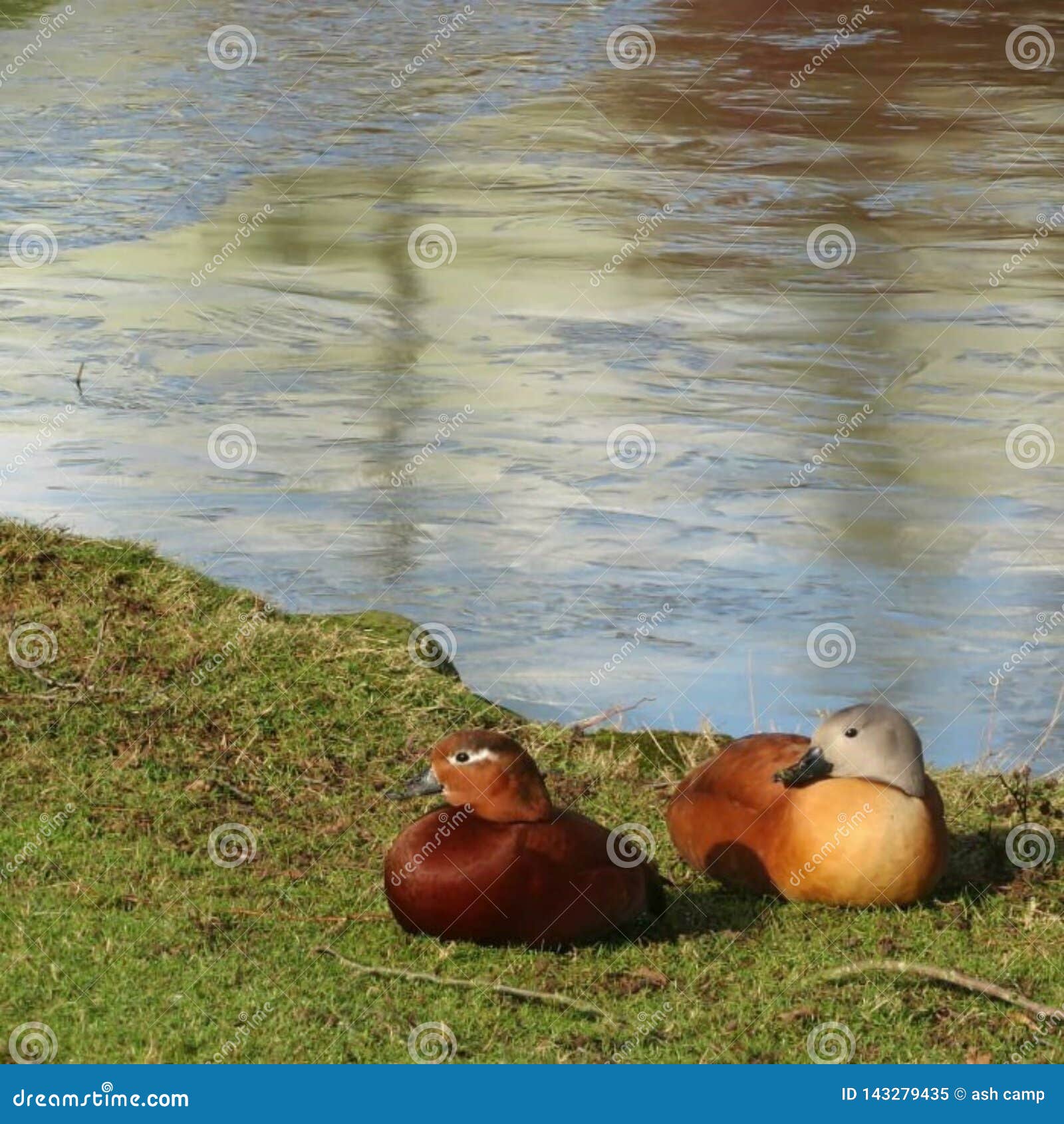 2 ducks chilling stock image. Image of wildlife, nature - 143279435