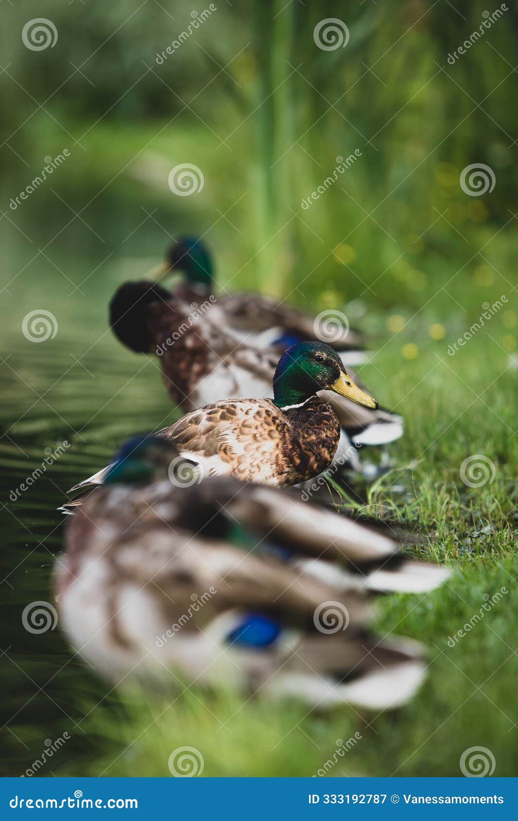 Ducks Chilling at the Lake. Stock Image - Image of animalportrait ...