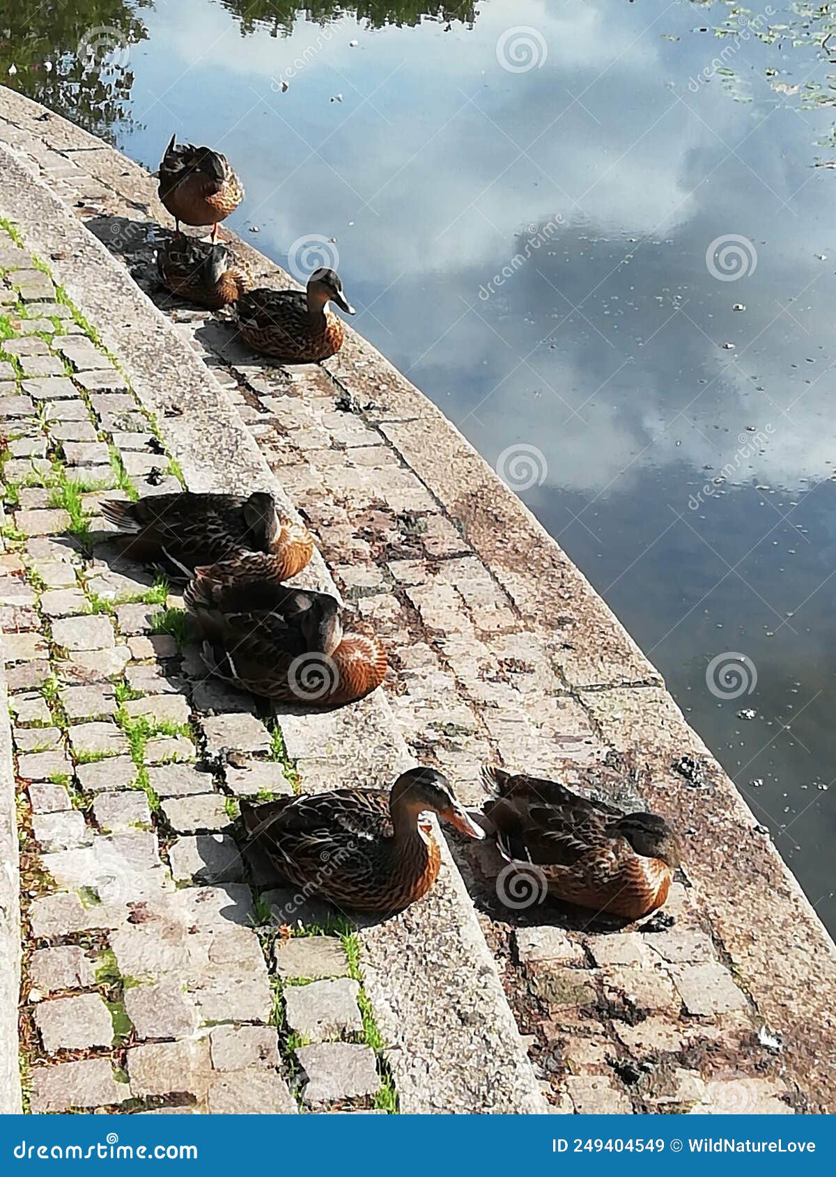 Ducks Chilling Out on the Water Side with Reflection of Sky Stock Image ...