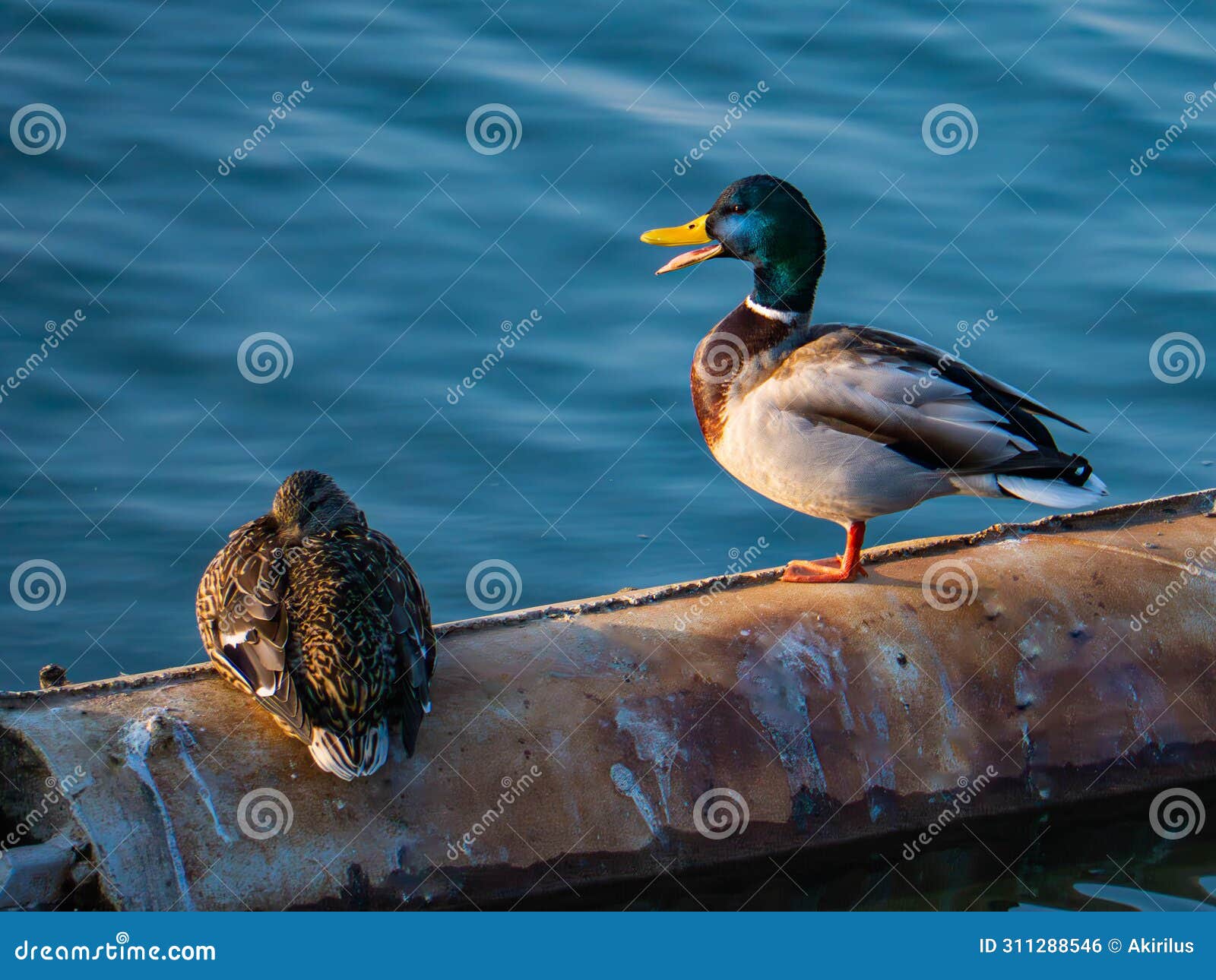 Ducks chilling. stock photo. Image of panasonic, tree - 311288546