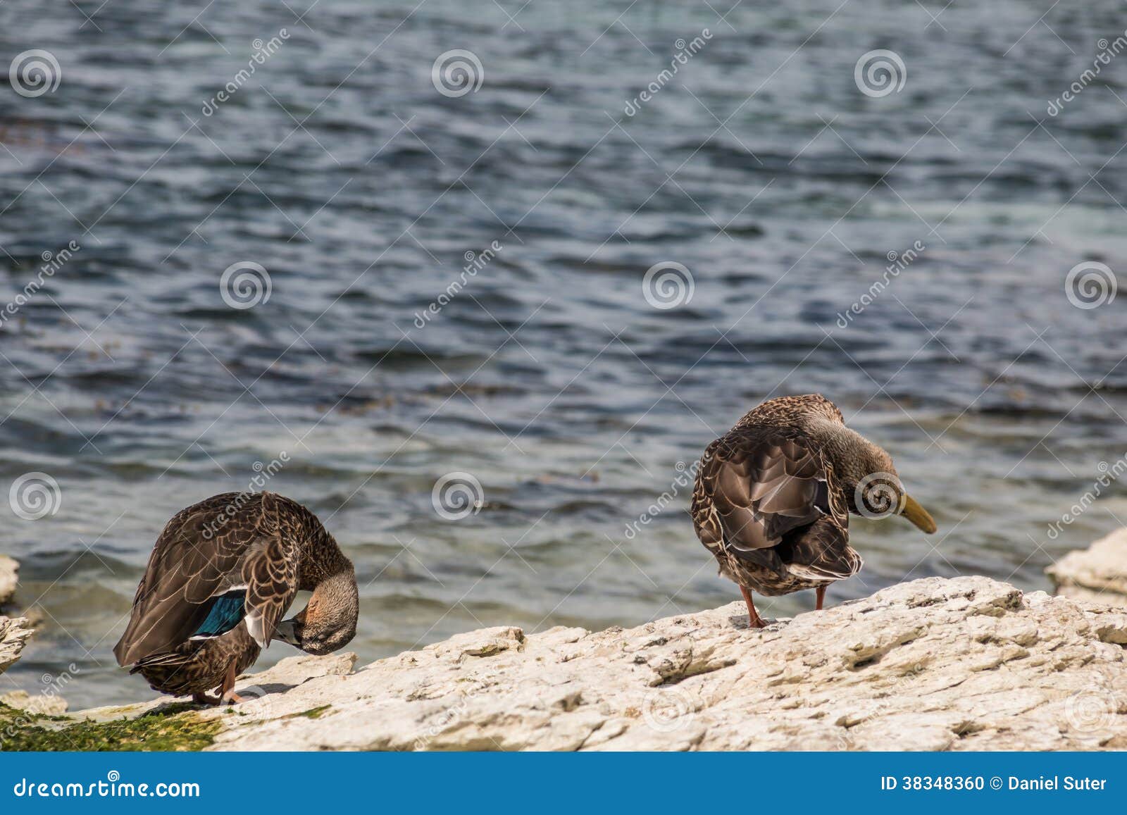 Ducks stock photo. Image of duck, pond, animal, wild - 38348360