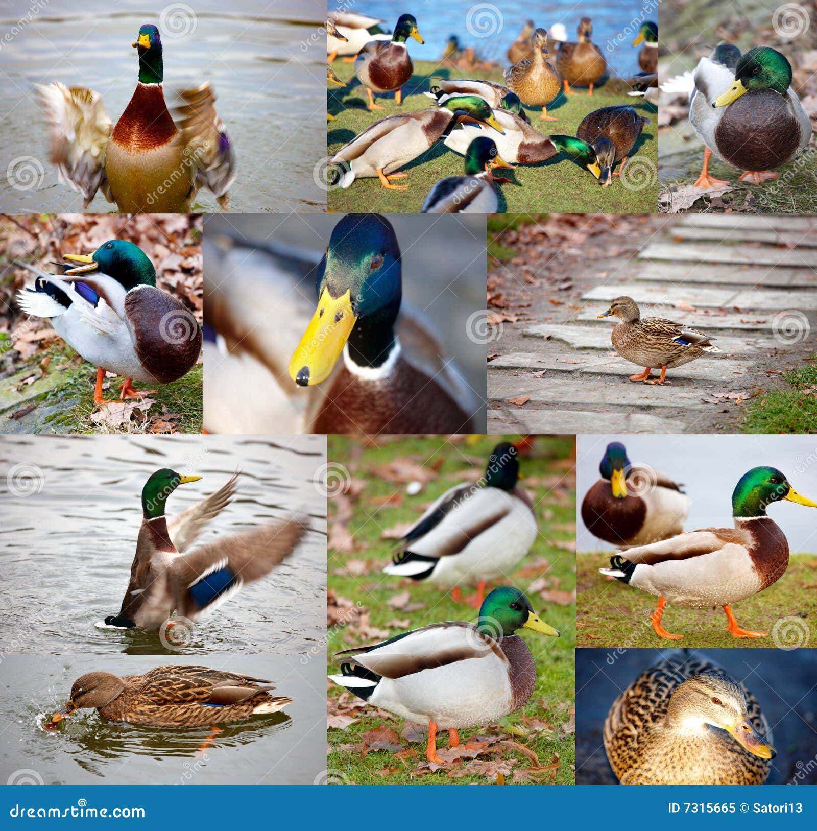Ducks collage stock image. Image of place, destination - 7315665