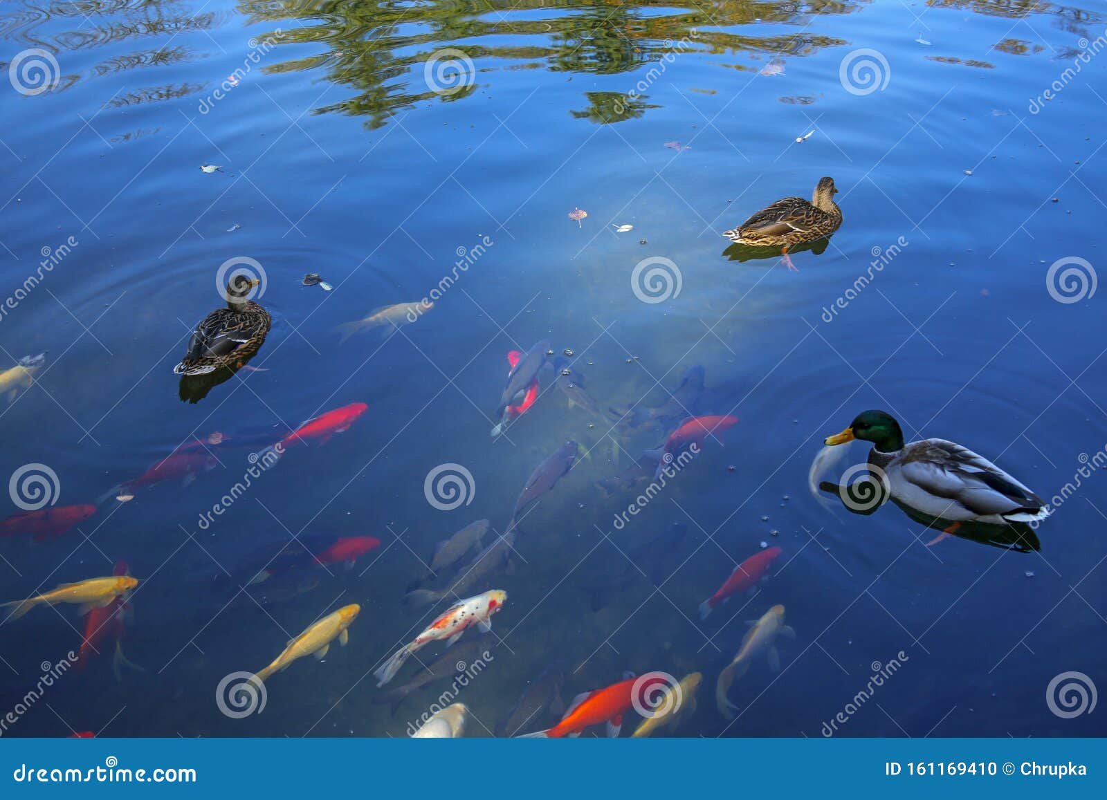 Ducks and colorful fish stock photo. Image of fall, plant - 161169410