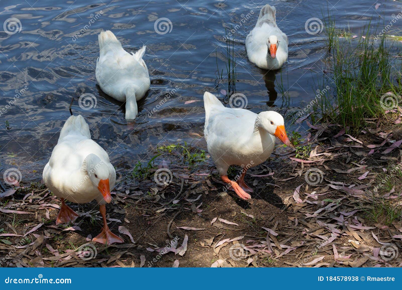 Ducks Coming Out of the Water Stock Photo - Image of lake, goose: 184578938