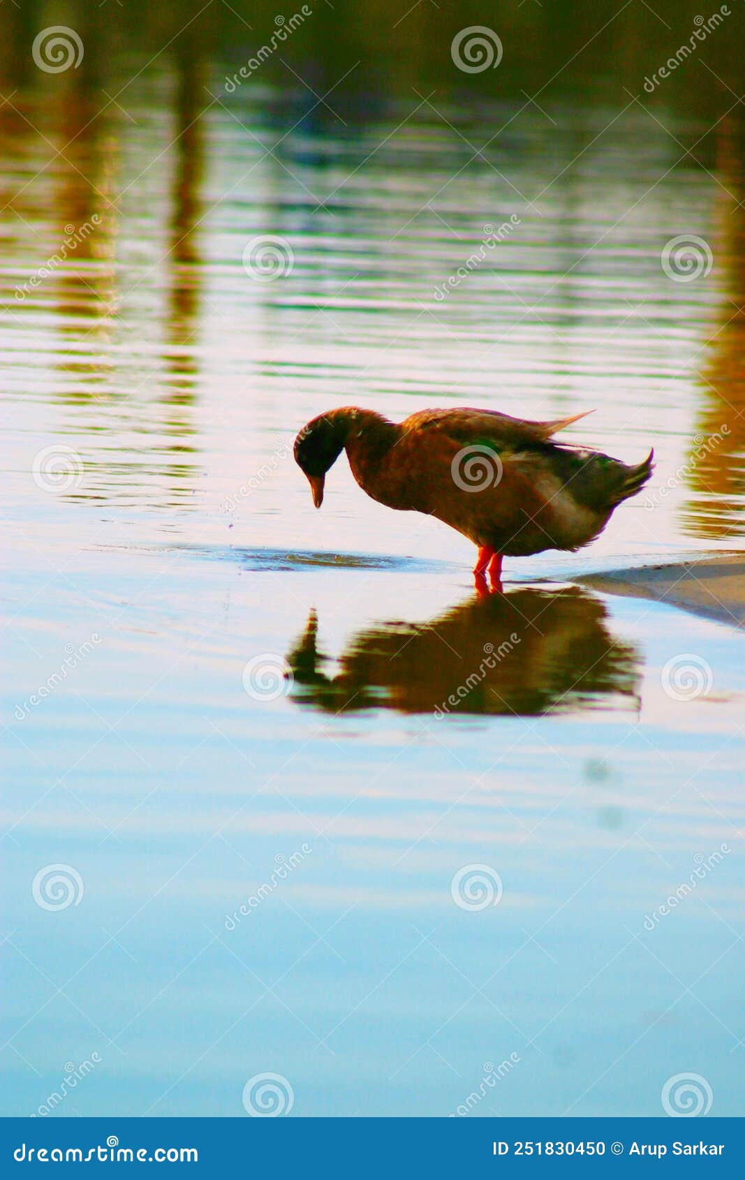 Duck shadow in riversides stock photo. Image of common - 251830450
