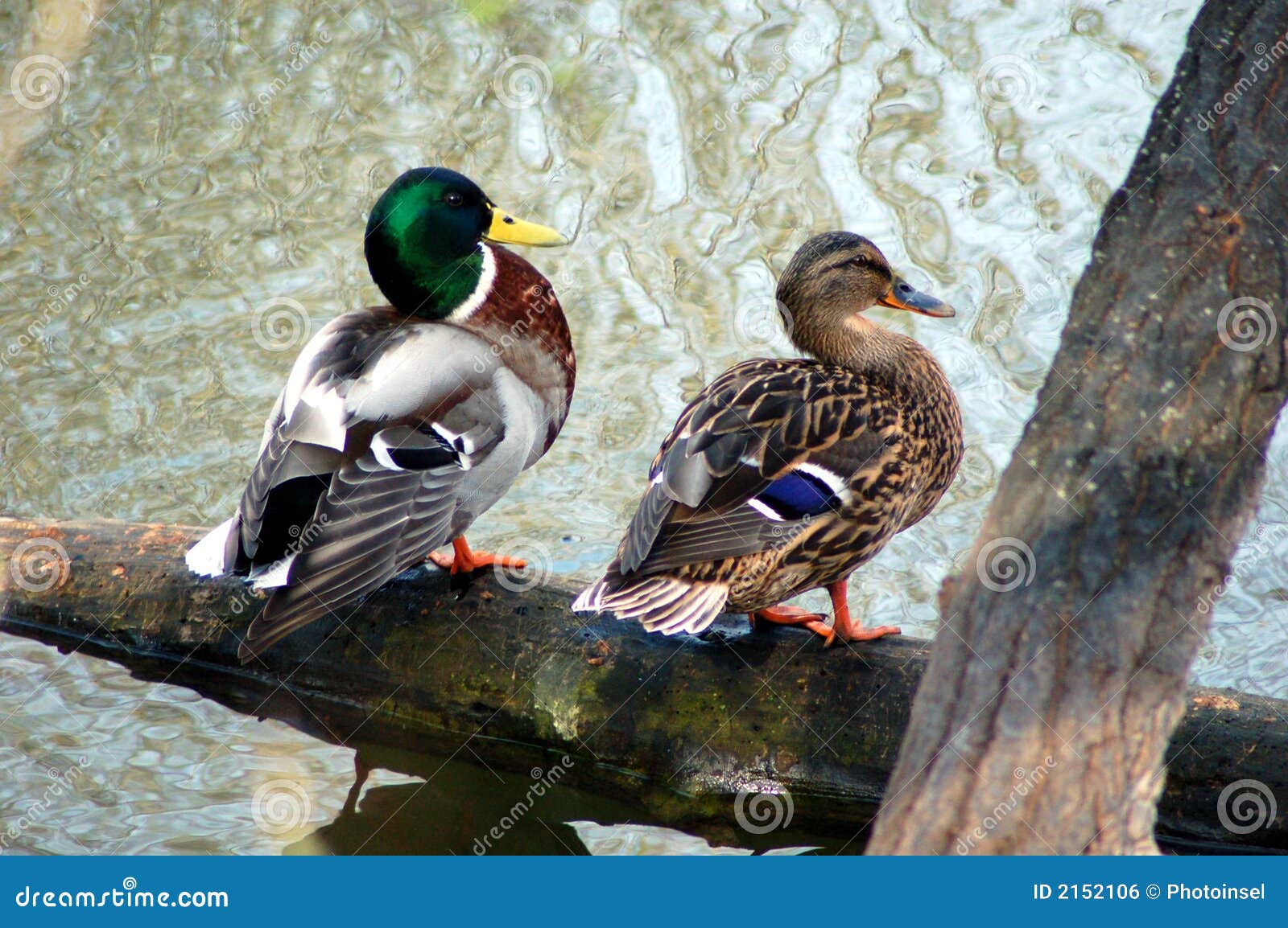 Ducks Couple Picture. Image: 2152106