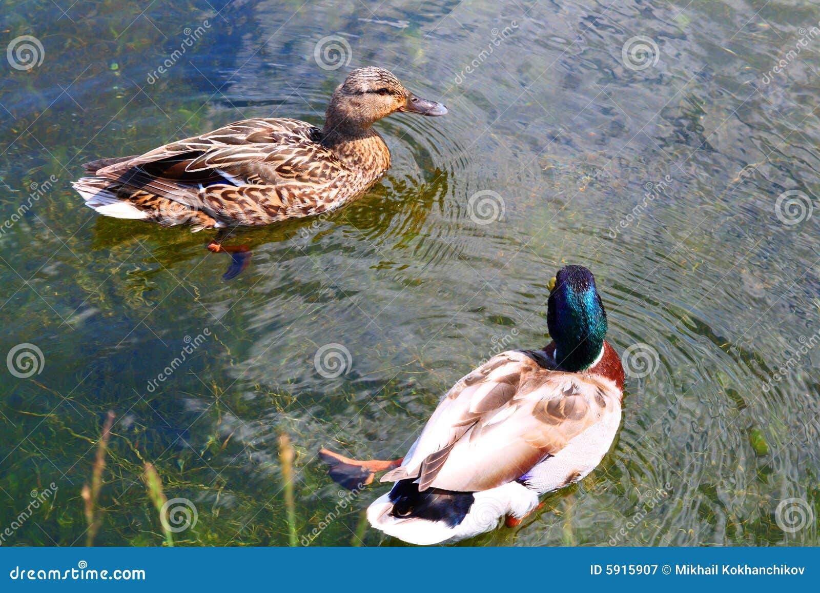 Ducks Couple Picture. Image: 5915907