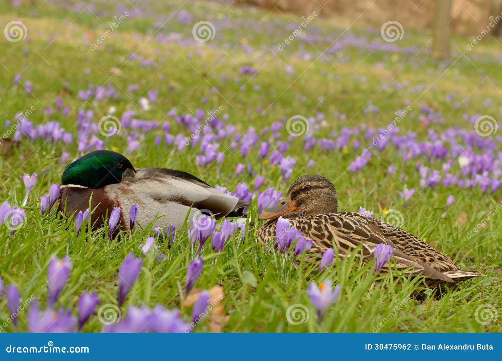 Ducks between Crocus Flowers Stock Photo - Image of celebration ...