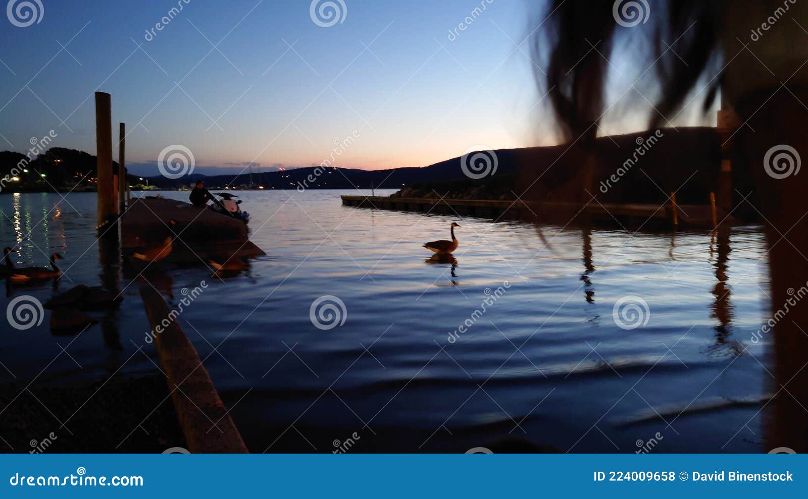 Ducks crossing the river stock photo. Image of sunset - 224009658
