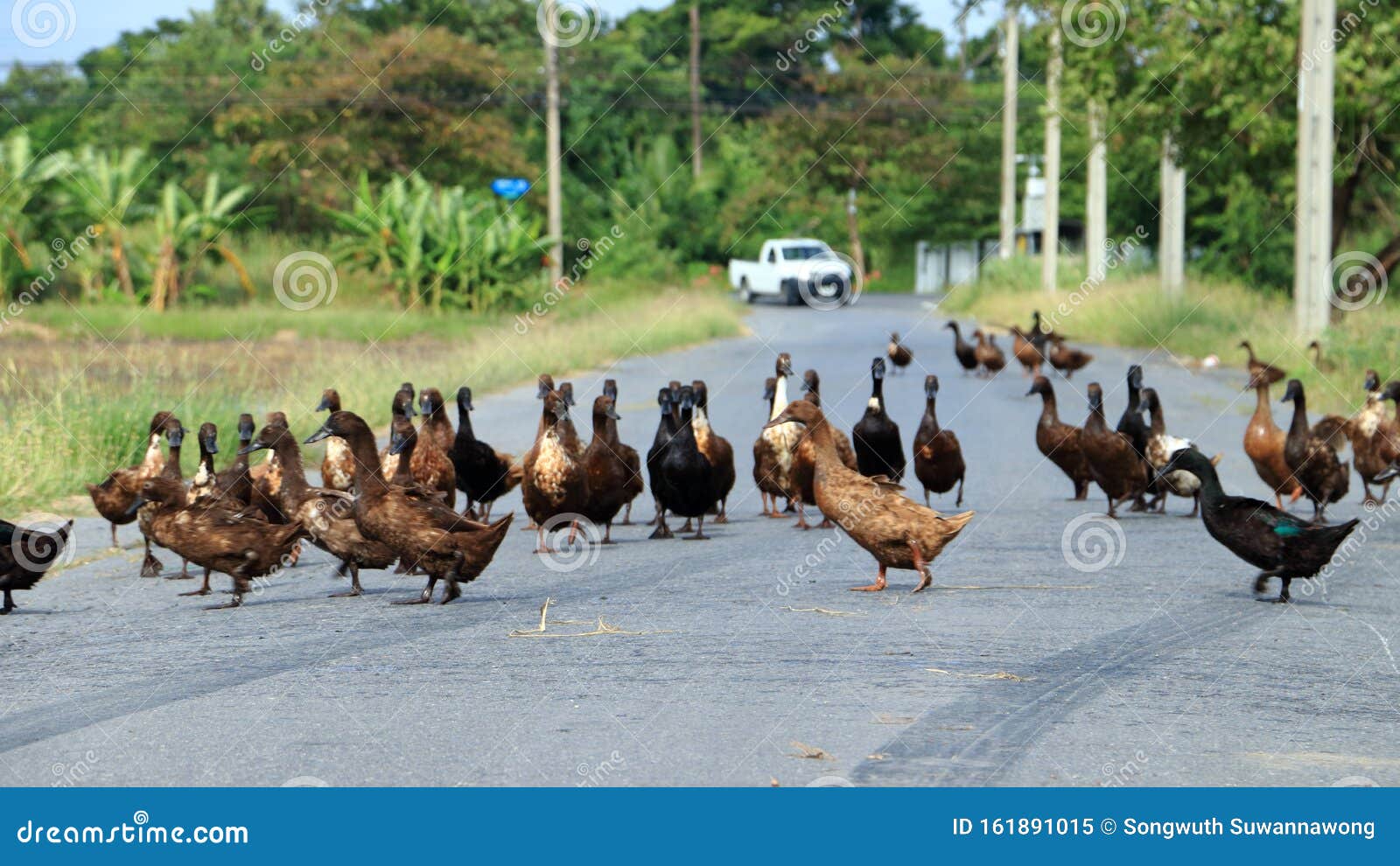 Ducks Crossing Road Stock Photos - Download 115 Royalty Free Photos
