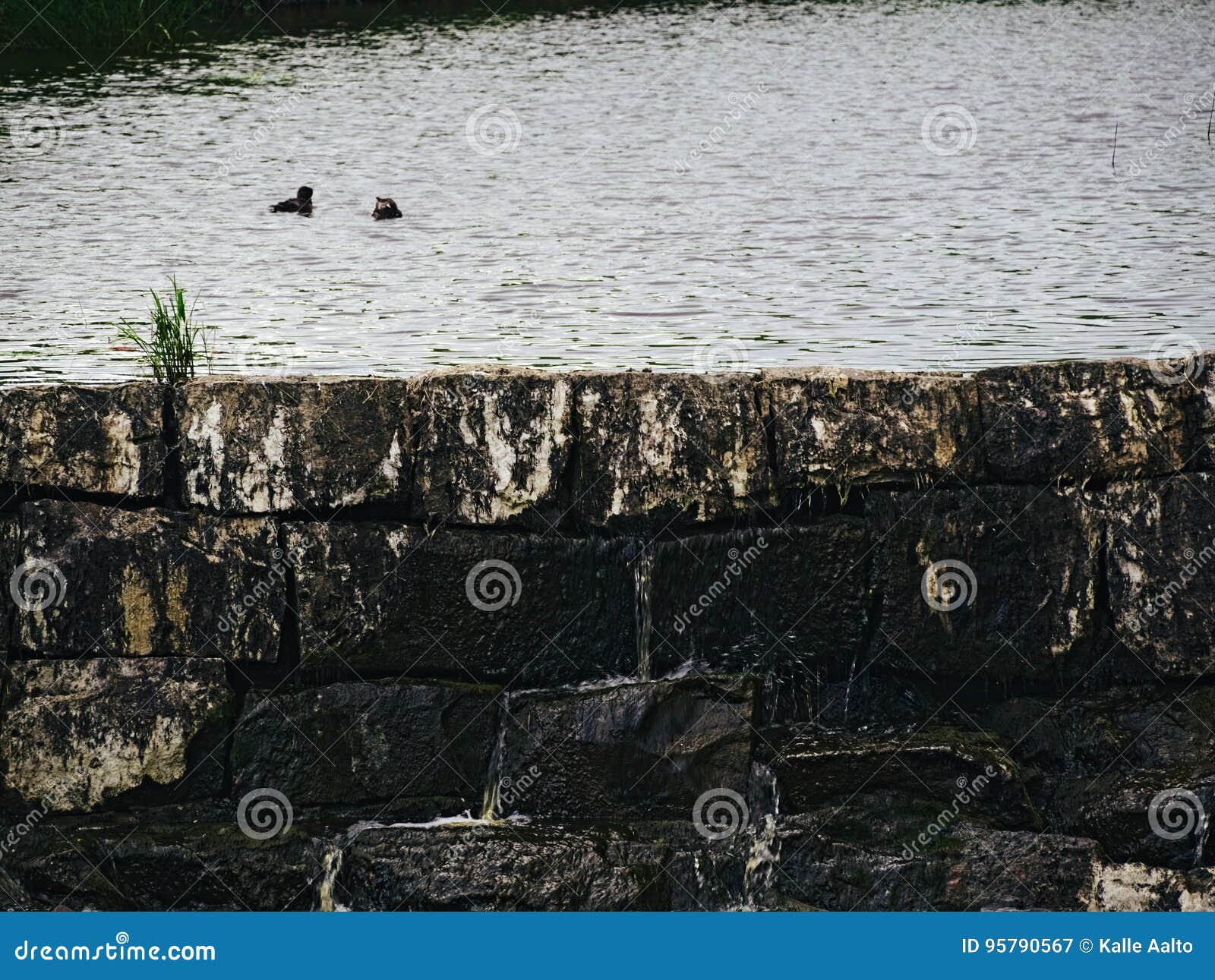 Ducks on the dam stock image. Image of color, rapid, background - 95790567