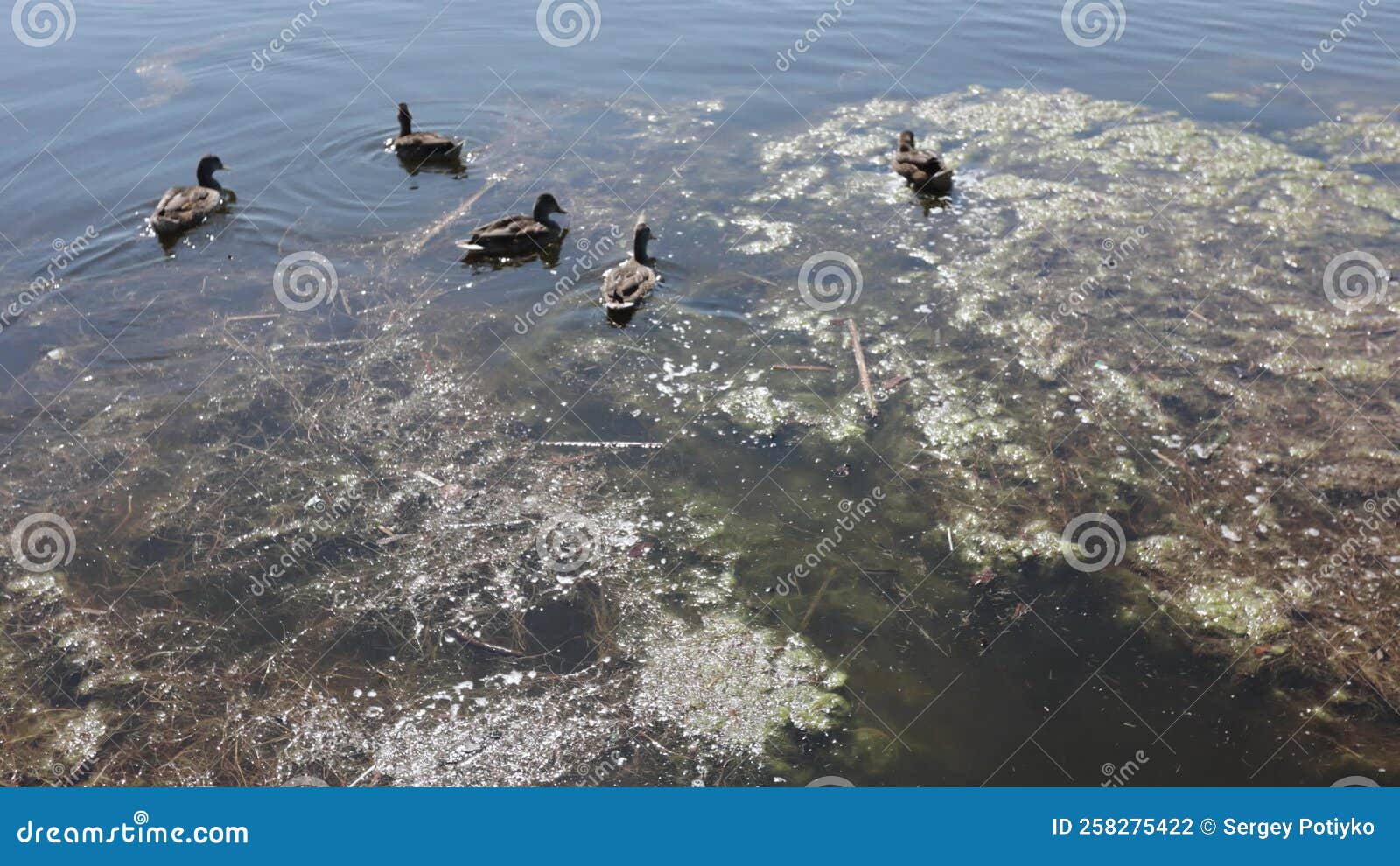 Ducks in dense algae stock footage. Video of duck, environmental ...