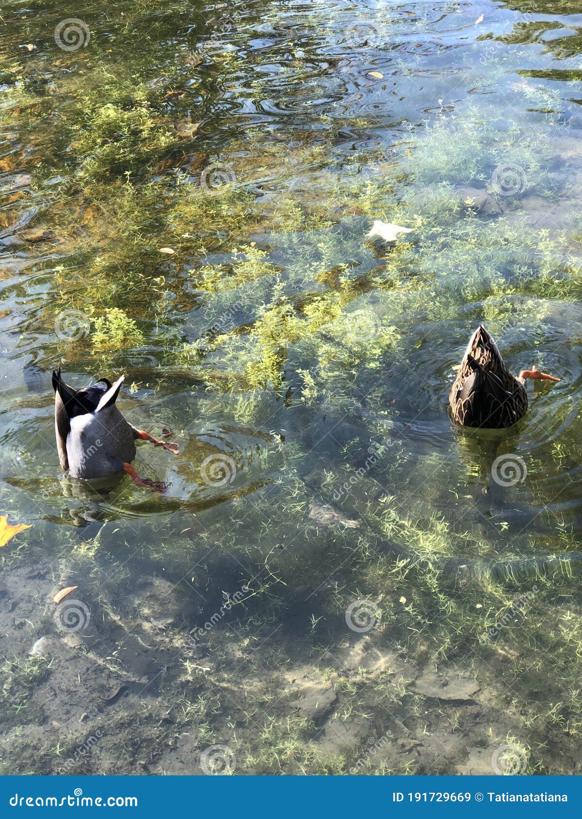 Ducks dipping stock image. Image of ducks, dunking, pair - 191729669