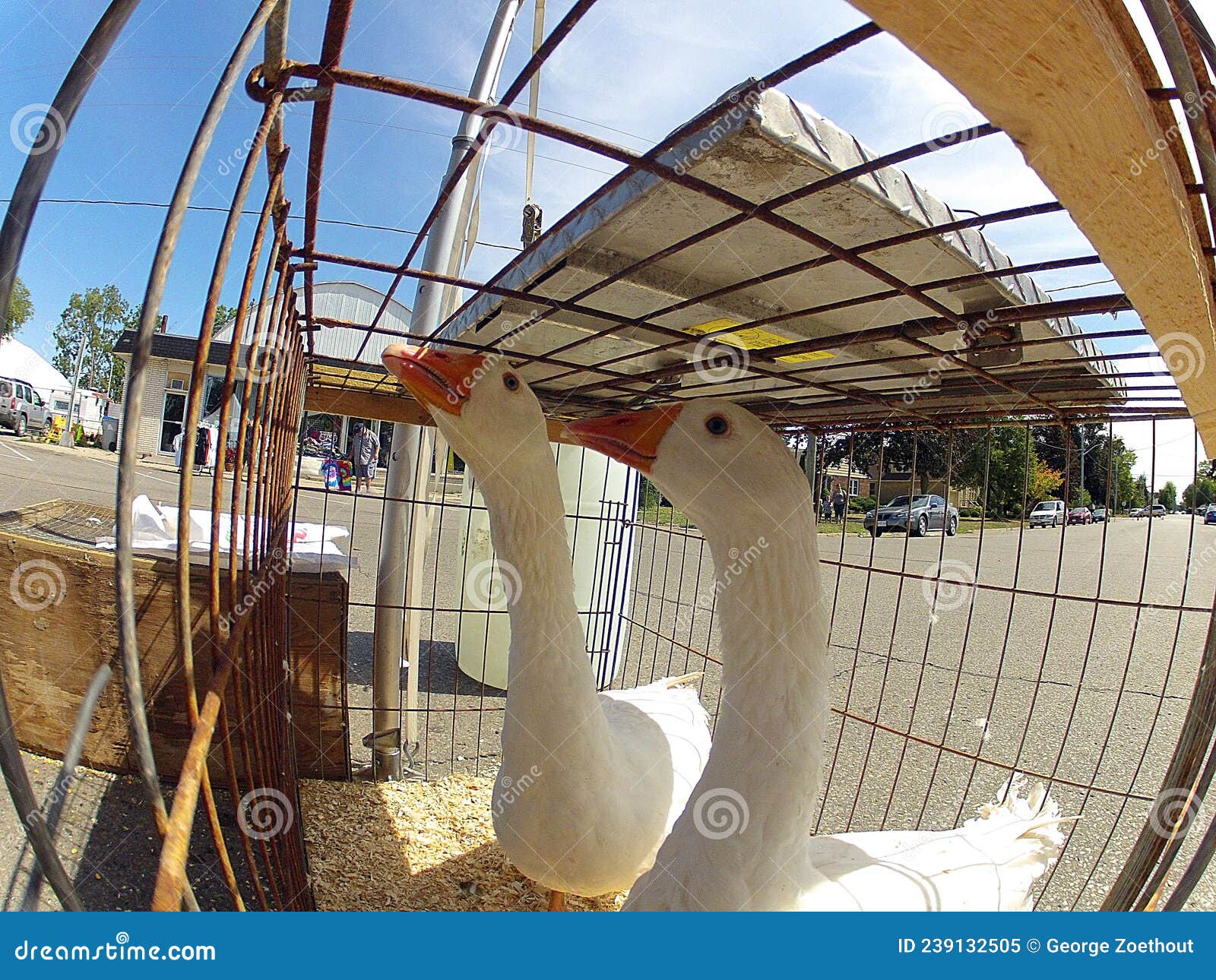 Two Ducks in Cage stock image. Image of backyard, georgezoethout ...
