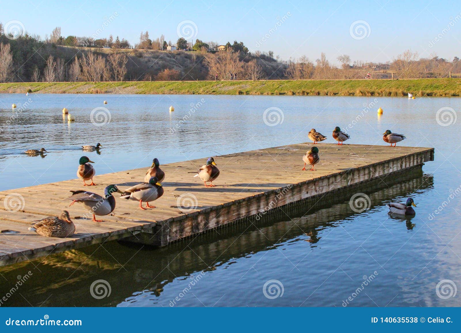 Ducks on the dock stock photo. Image of dock, animal - 140635538