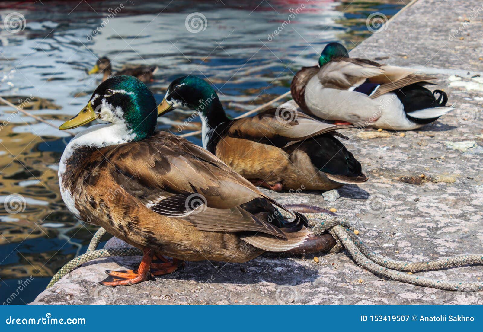 Ducks on the dock. stock image. Image of bird, landscape - 153419507